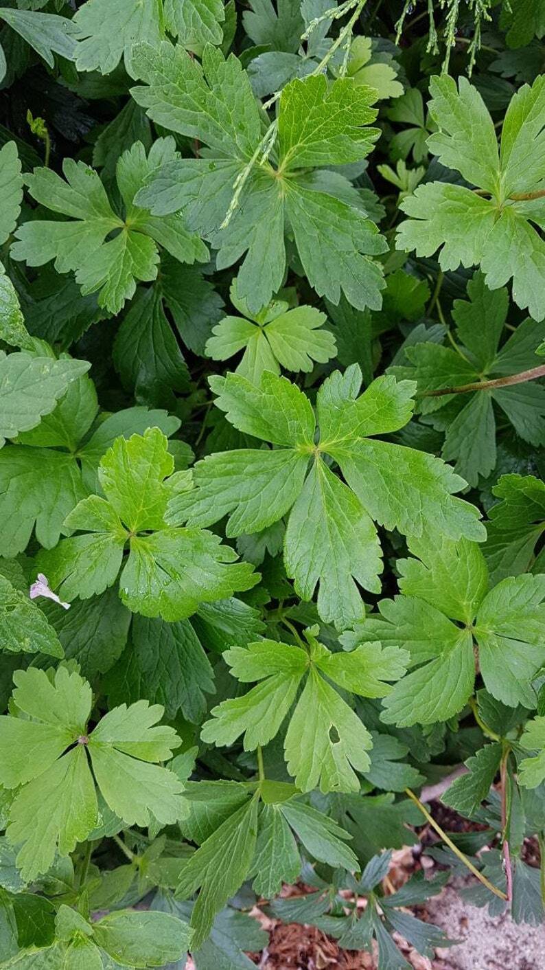 Windflower Seeds Canada, White Thimble Weed, Tall Anemone Virginiana ...