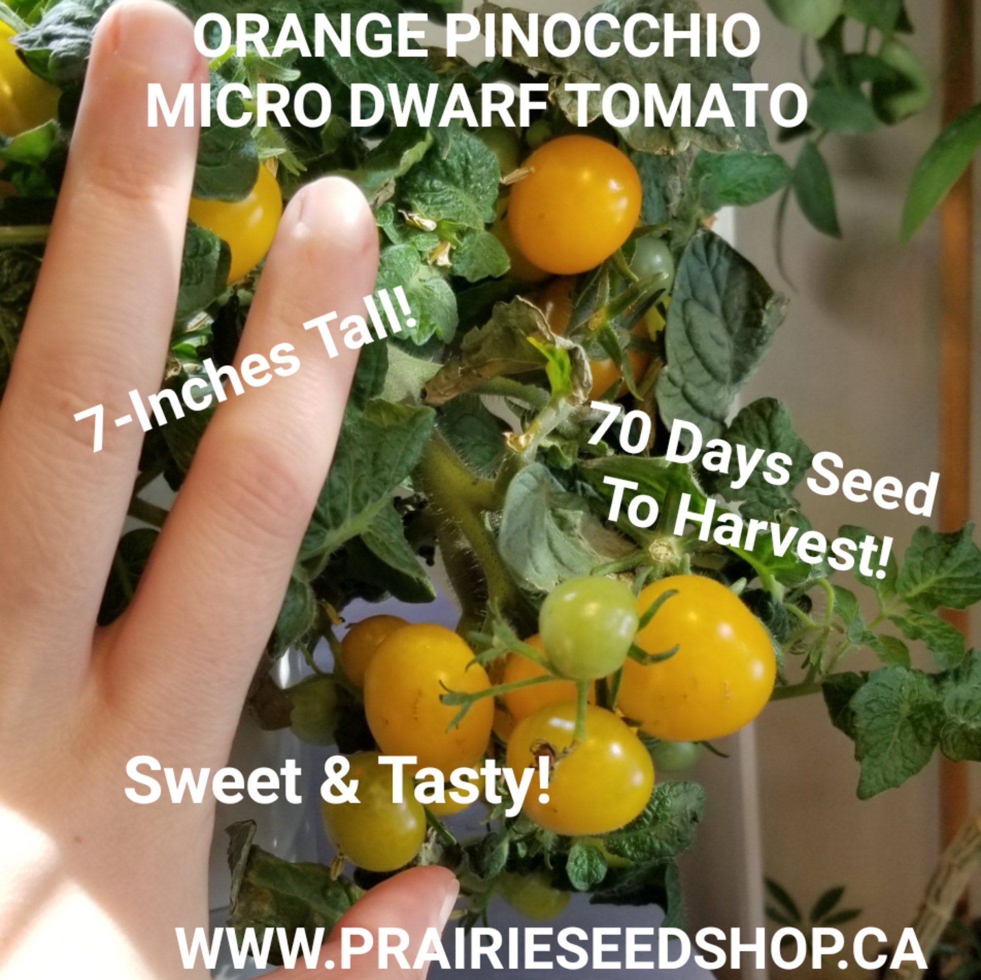 RARE Orange Pinocchio Micro Dwarf Cherry Tomato Seeds Canada ...