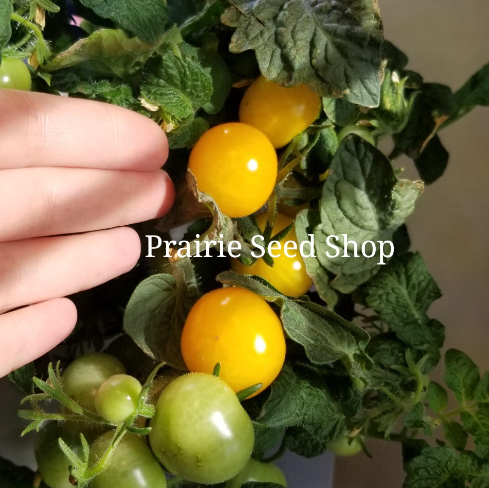 RARE Orange Pinocchio Micro Dwarf Cherry Tomato Seeds Canada ...