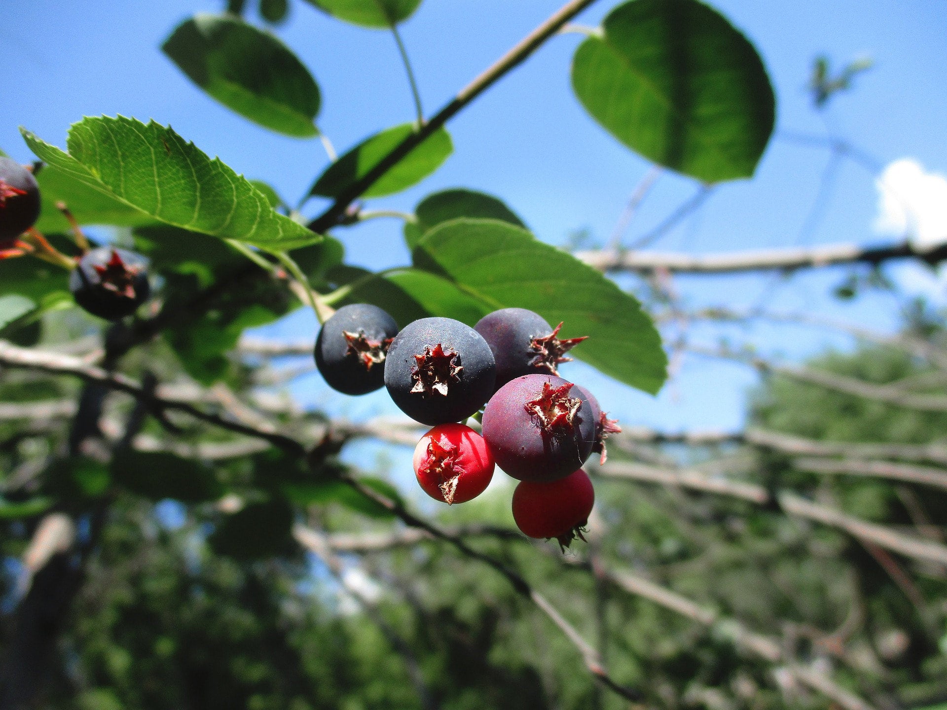 Saskatoon Berry Bush Seeds Canada Grown, Hardy Perennial June Berry ...