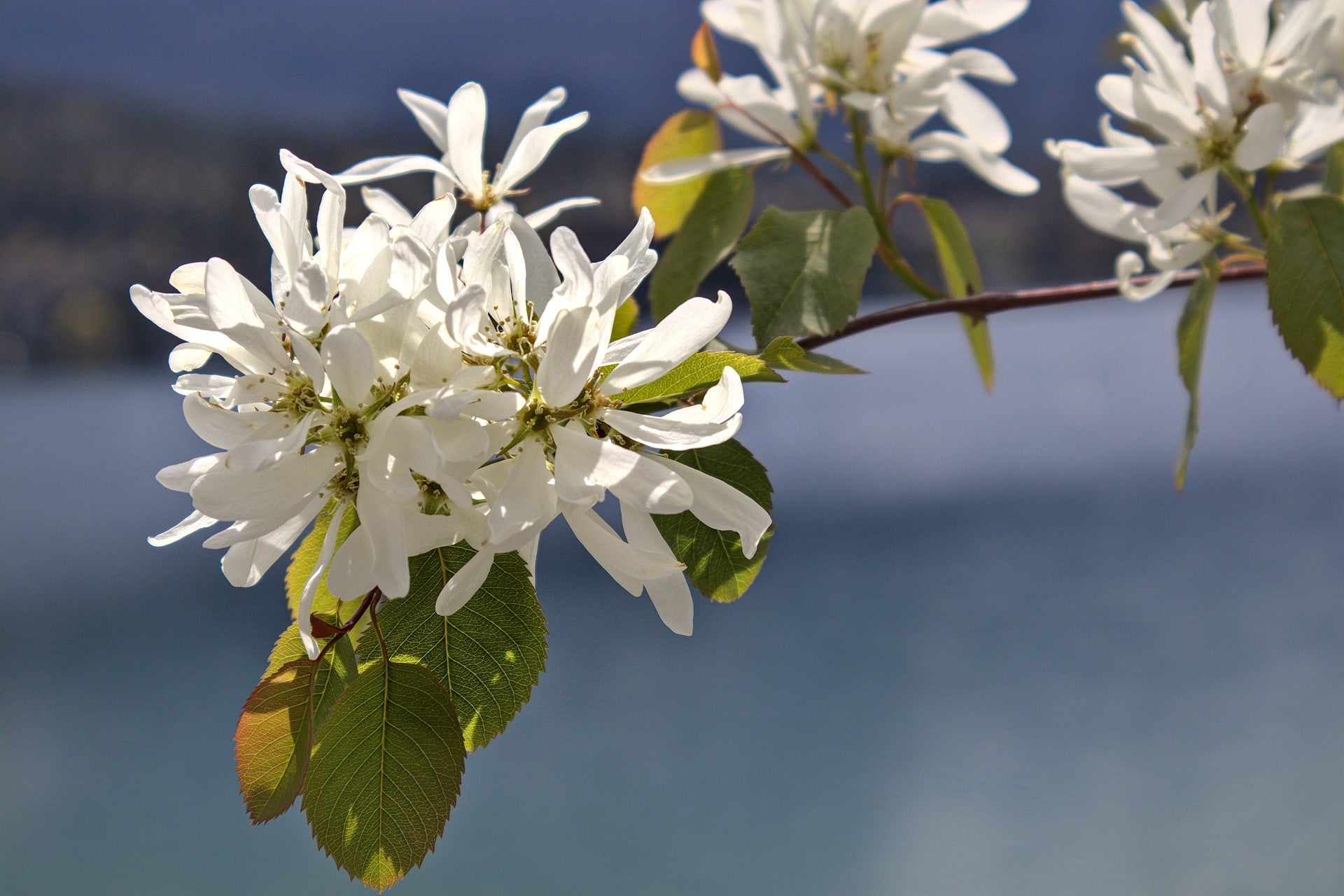 Saskatoon Berry Bush Seeds Canada Grown, Hardy Perennial June Berry ...
