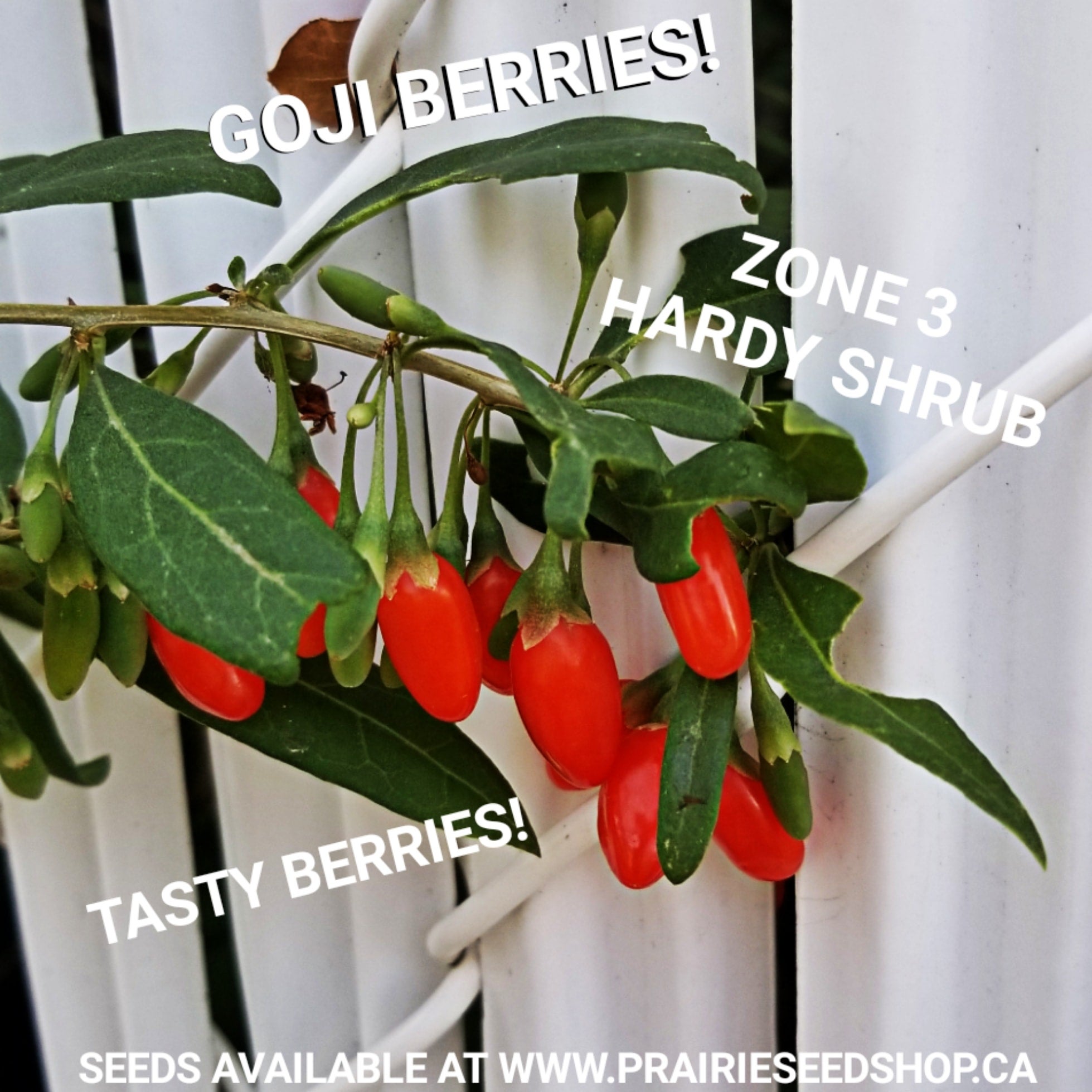 Goji Berry Seeds Canada, Lycium Barbarum, Hardy Purple Flowering Berry ...