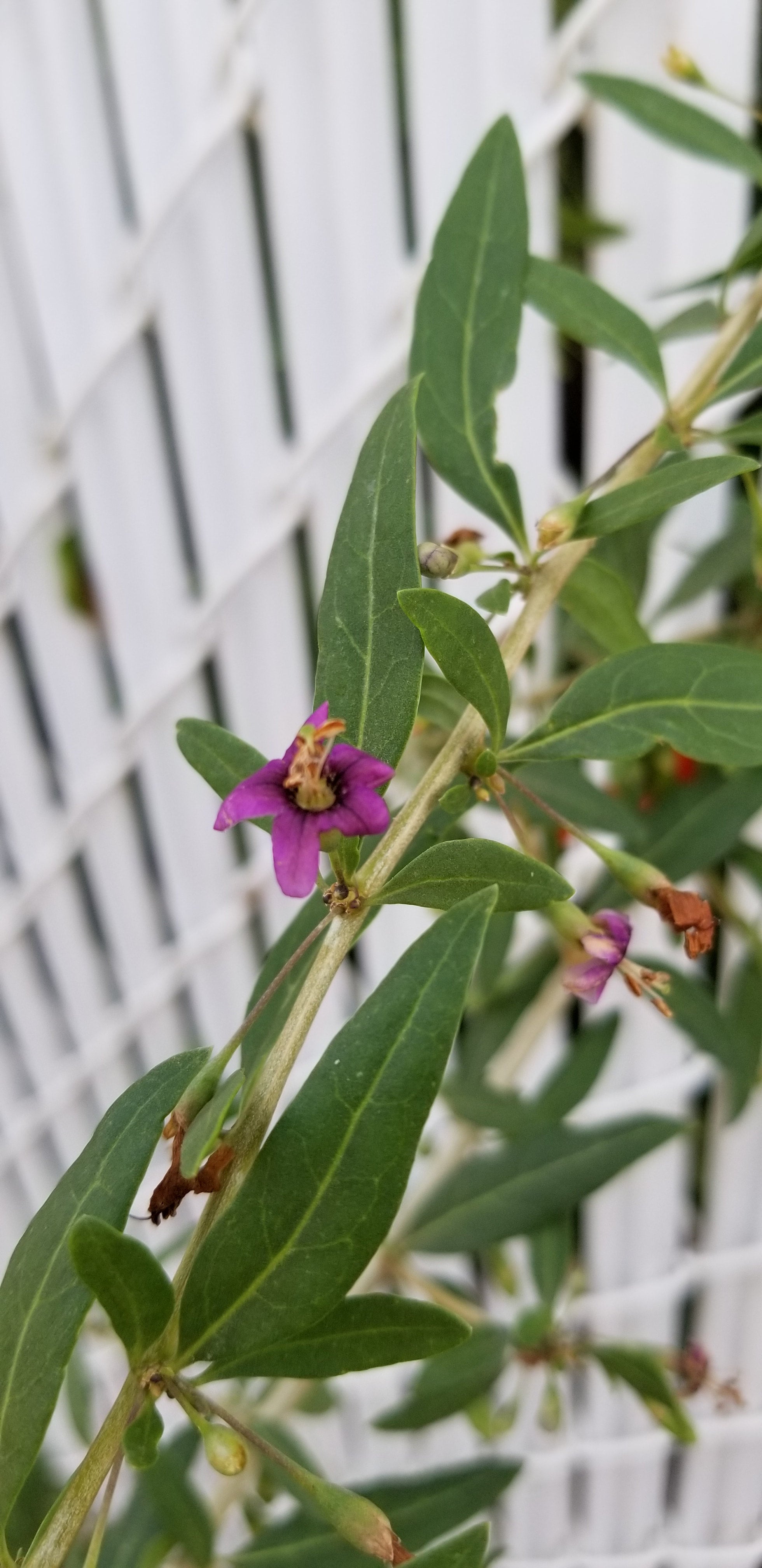 Goji Berry Seeds Canada, Lycium Barbarum, Hardy Purple Flowering Berry ...