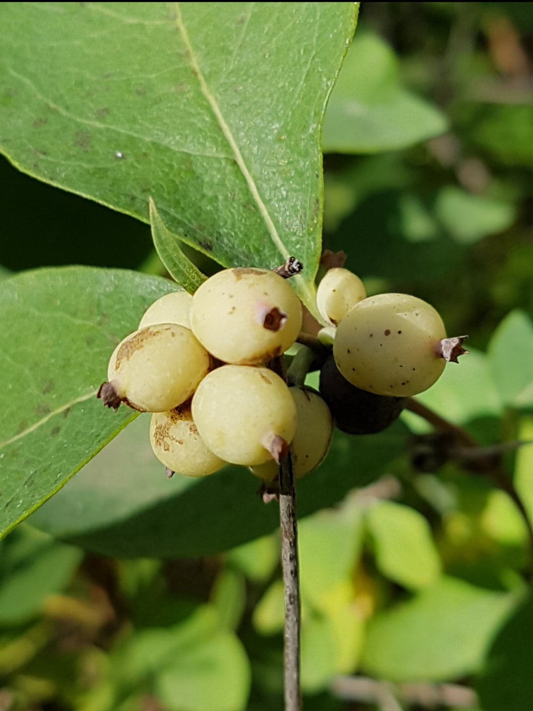 Western Snowberry Shrub Seeds Canada, Symphoricarpos Occidentalis ...