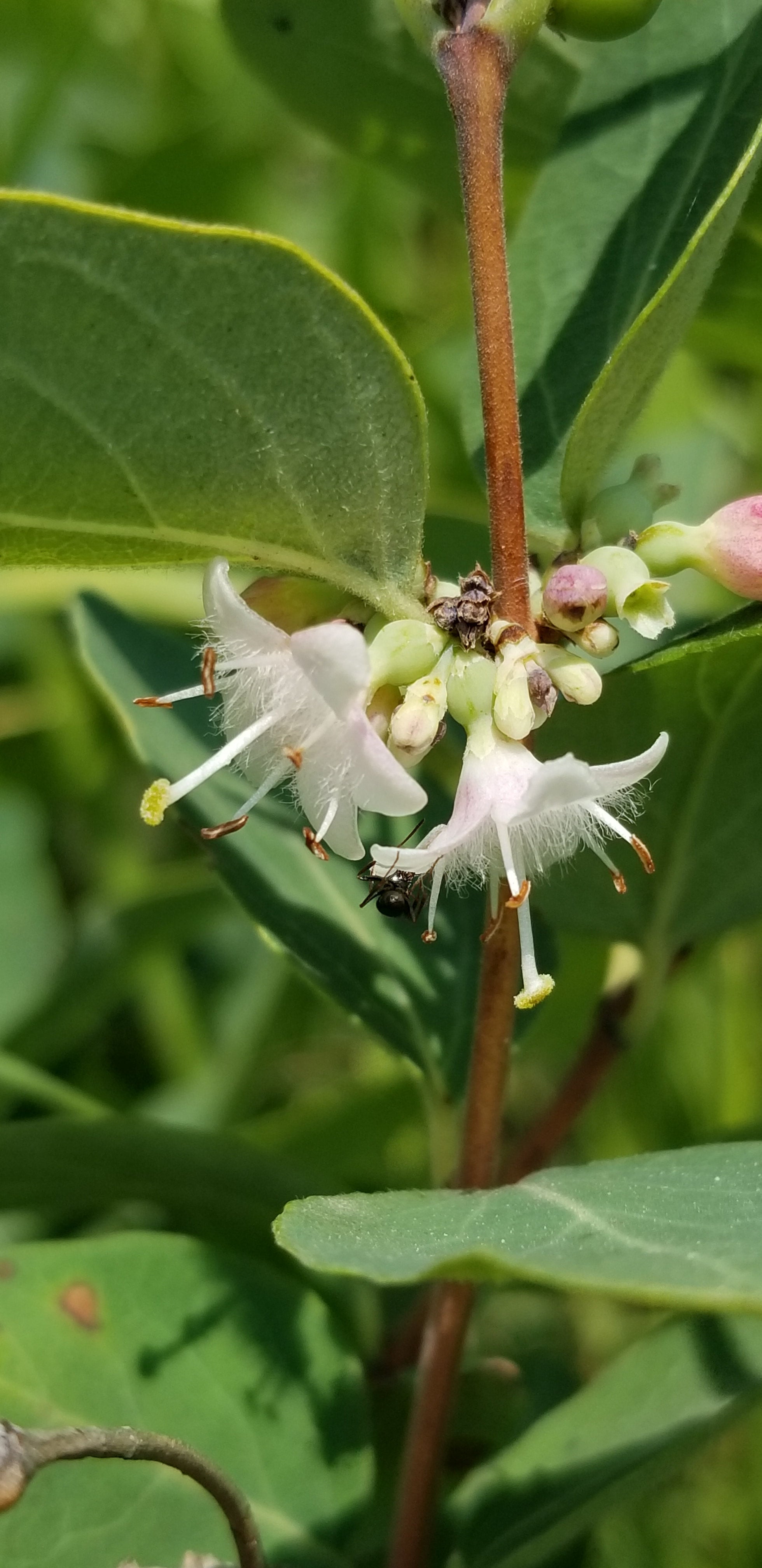Western Snowberry Shrub Seeds Canada, Symphoricarpos Occidentalis ...