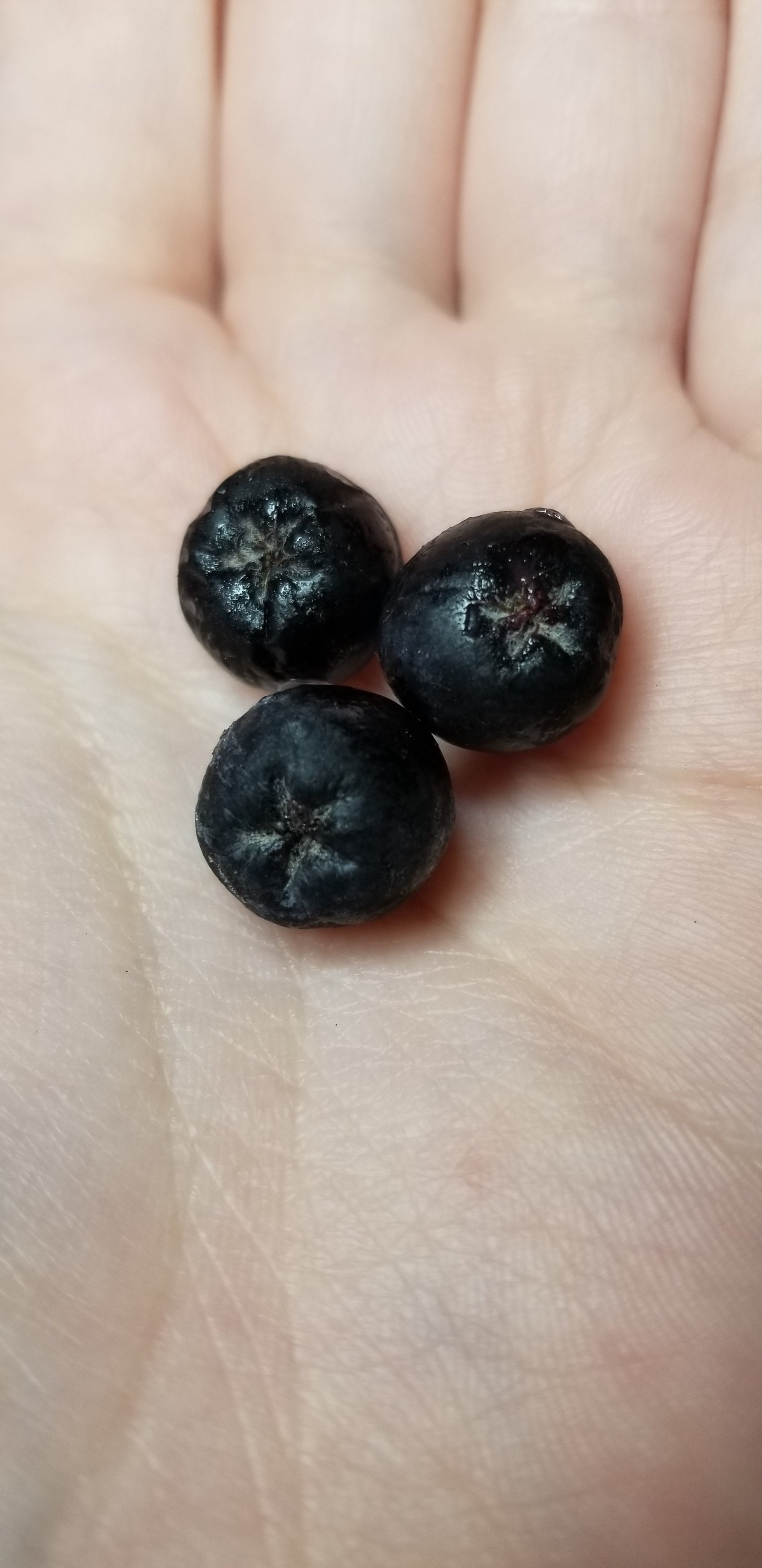 Aronia Berry Seeds Canada, Hardy Perennial Berry Bush Shrub, Edible ...