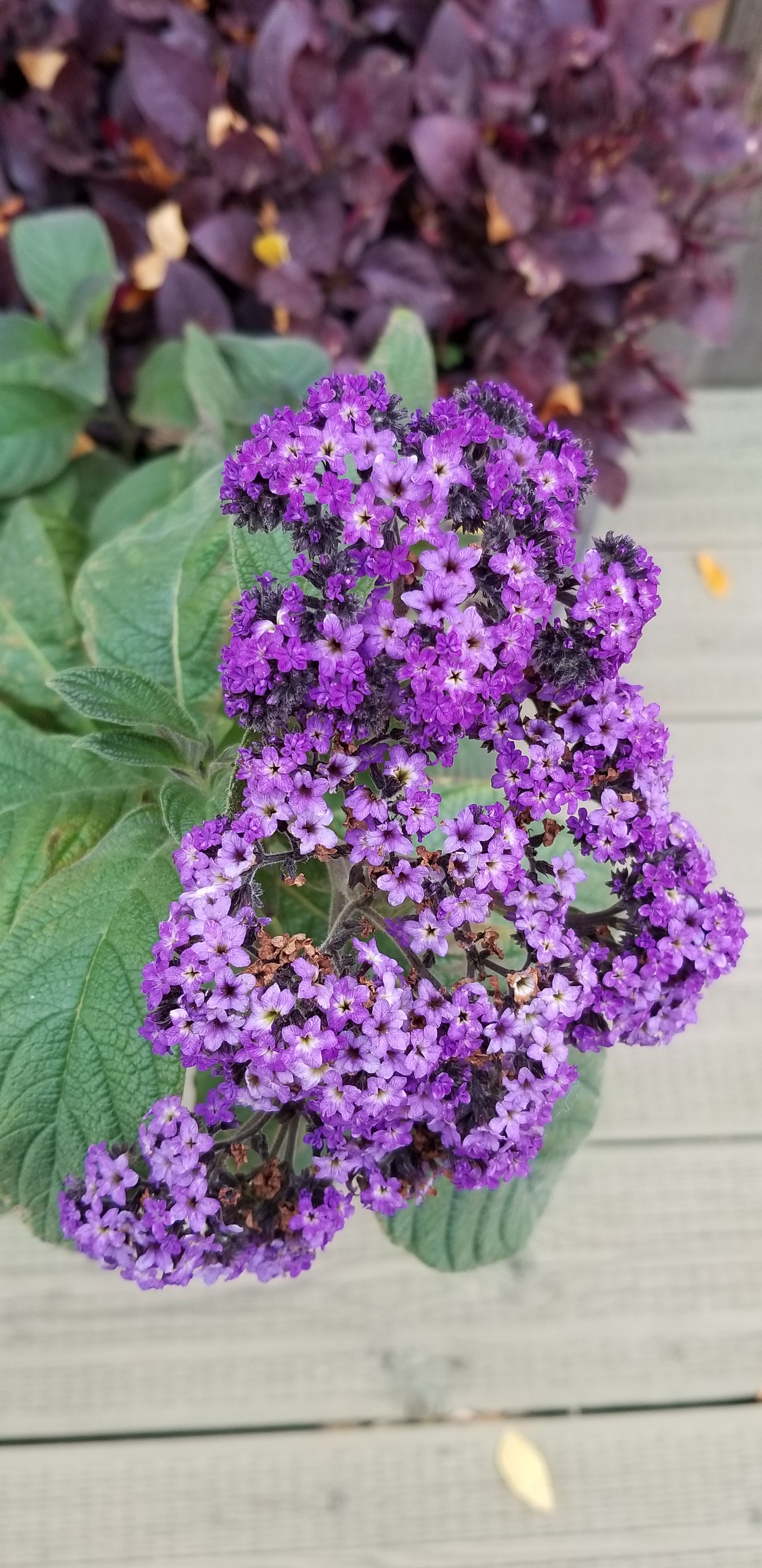 Dwarf Heliotrope Seeds Canada, Annual Purple Flower, Fragrant Scented ...