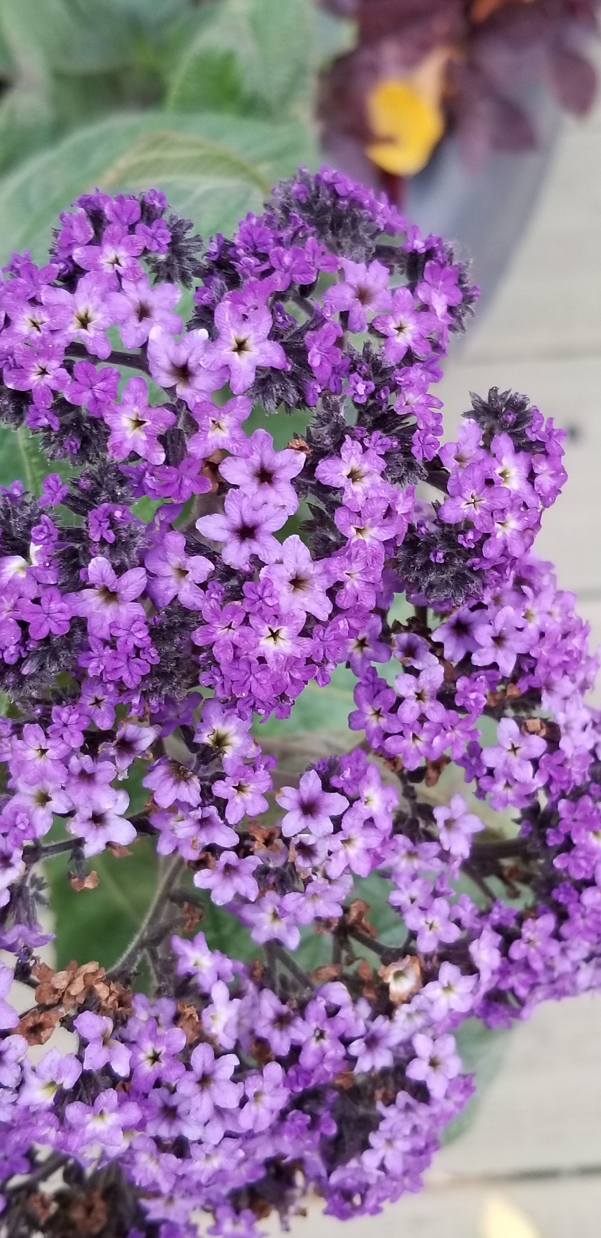Dwarf Heliotrope Seeds Canada, Annual Purple Flower, Fragrant Scented ...