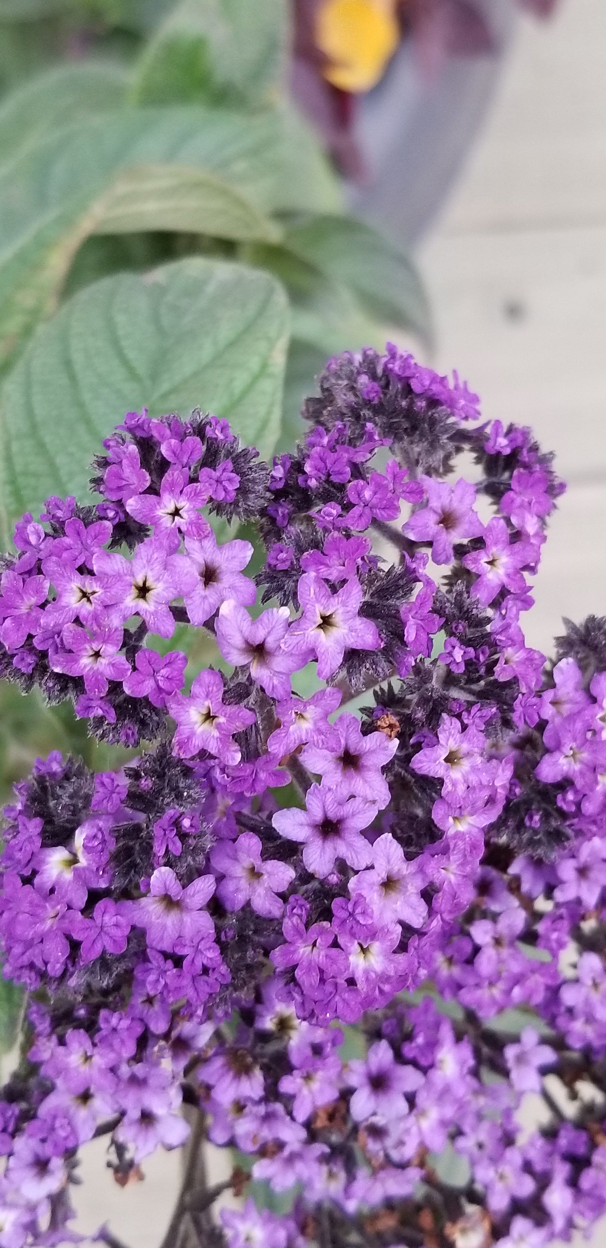 Dwarf Heliotrope Seeds Canada, Annual Purple Flower, Fragrant Scented ...