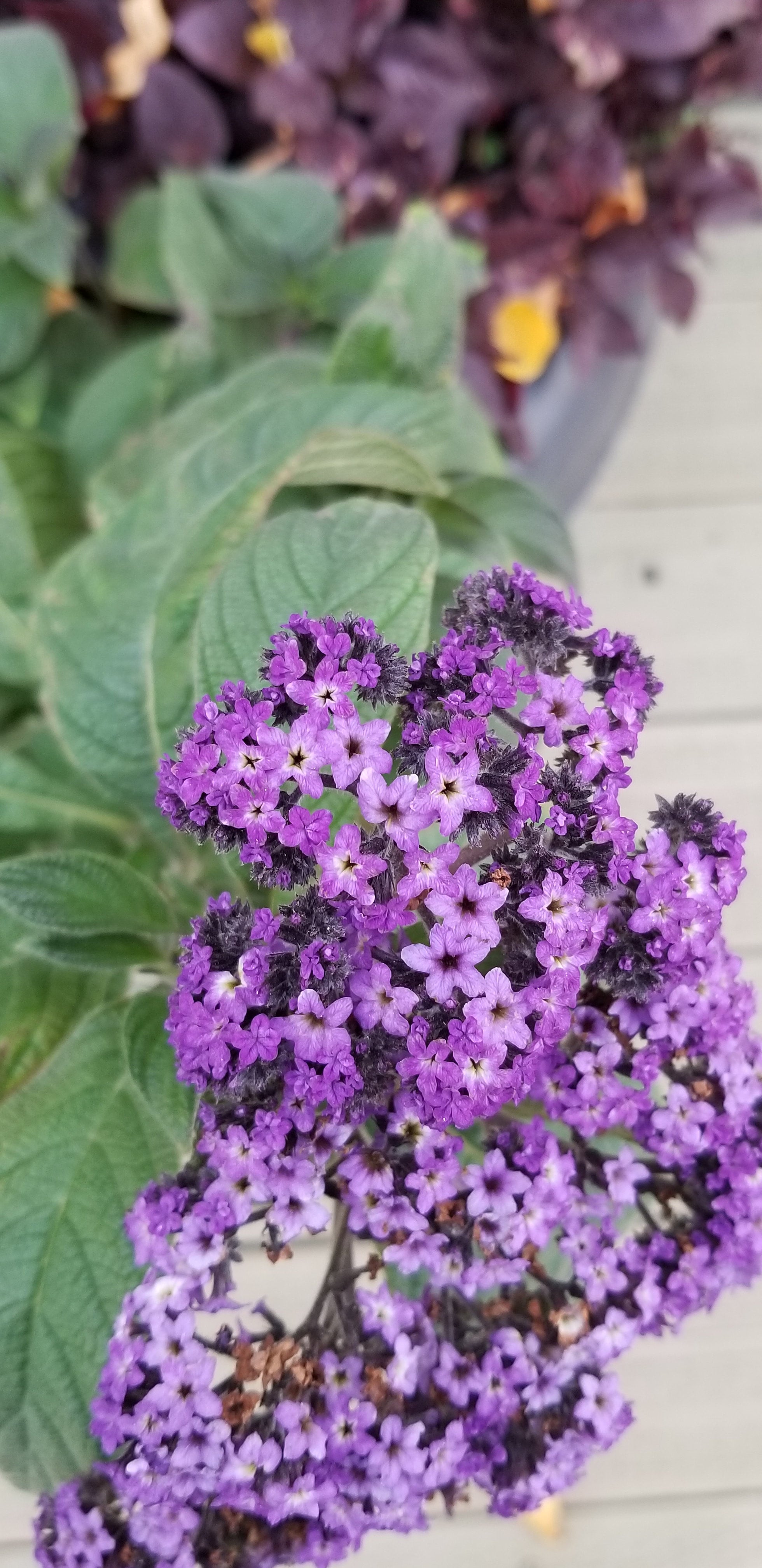 Dwarf Heliotrope Seeds Canada, Annual Purple Flower, Fragrant Scented ...
