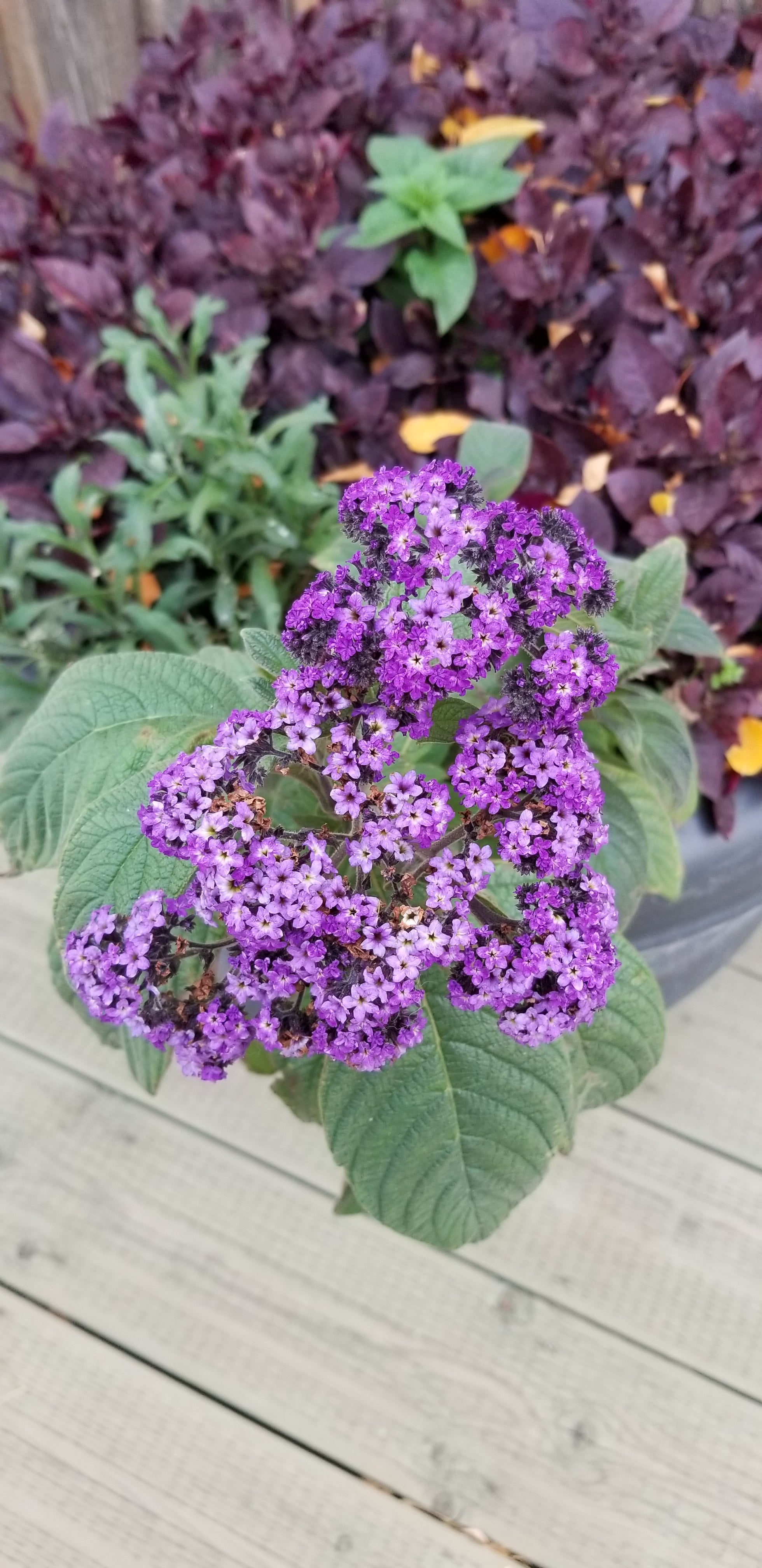 Dwarf Heliotrope Seeds Canada, Annual Purple Flower, Fragrant Scented ...