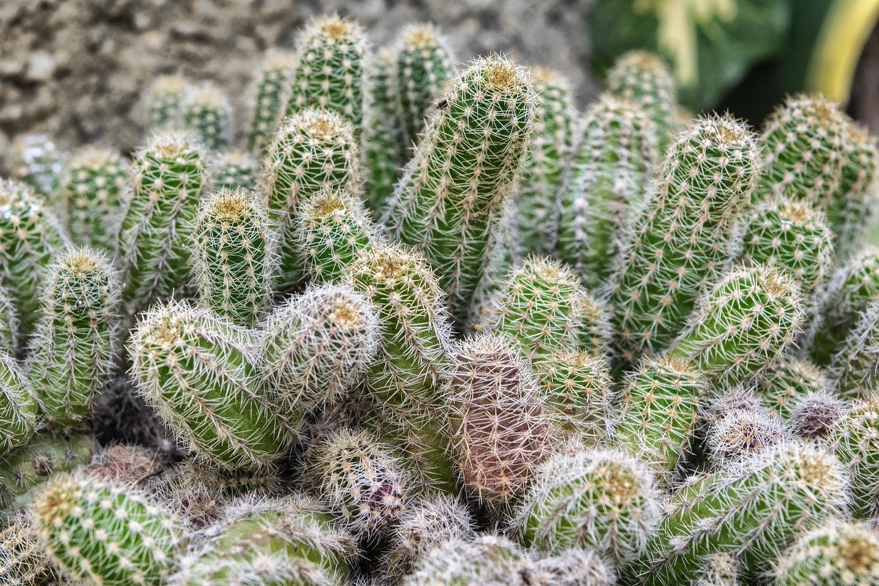 Cactus Seeds Canada, Mixed Cactus Seed Blend, Cactus Plants, Succulent ...