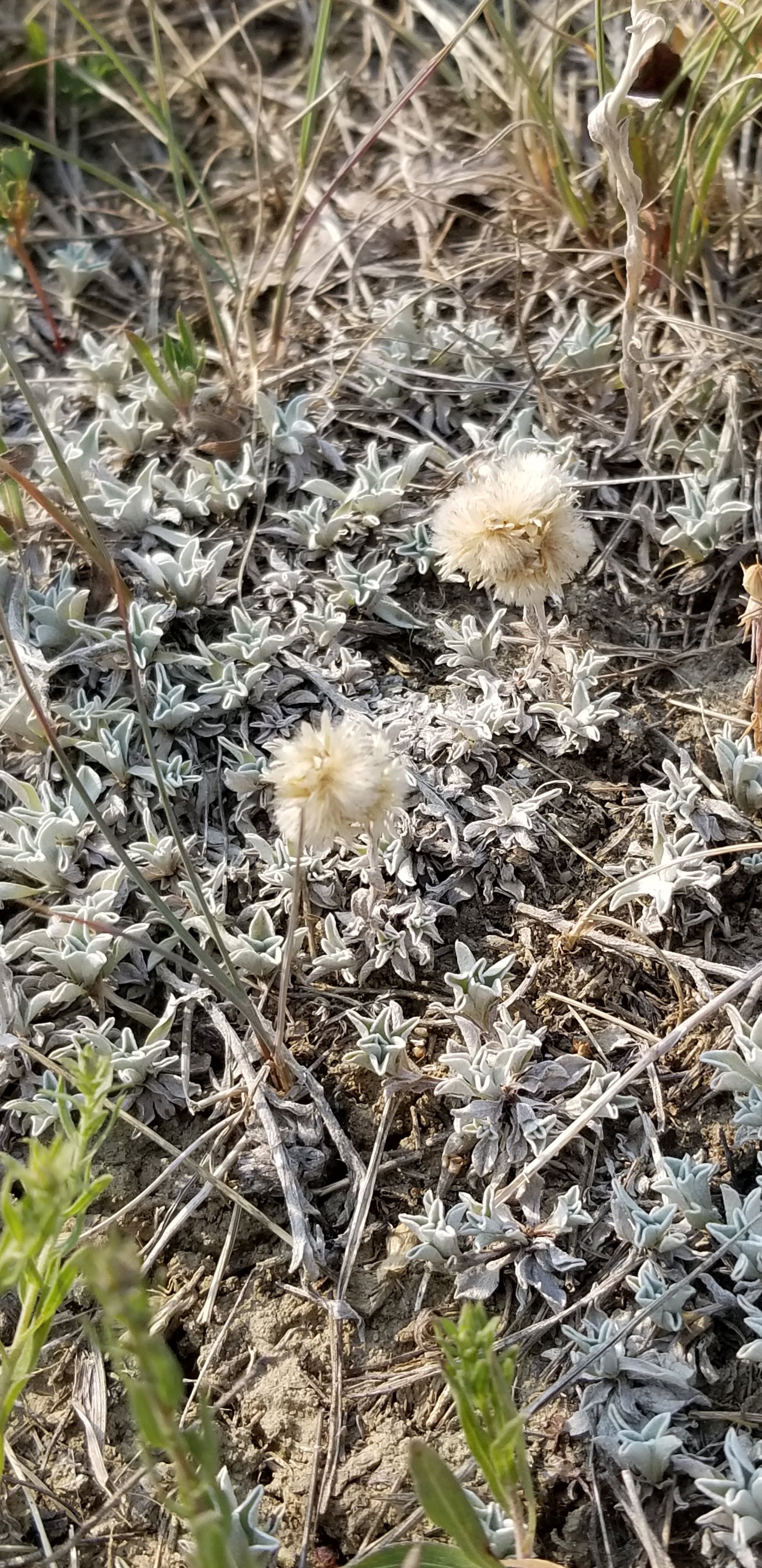 Field Pussytoes Seeds Canada, Prairie Wild Flower, Everlasting Native ...