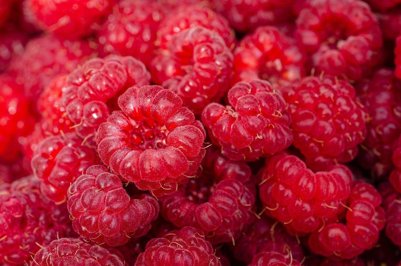 Red Raspberry Plant Seeds Canada, Hardy Perennial Berry Bush, Fruit ...