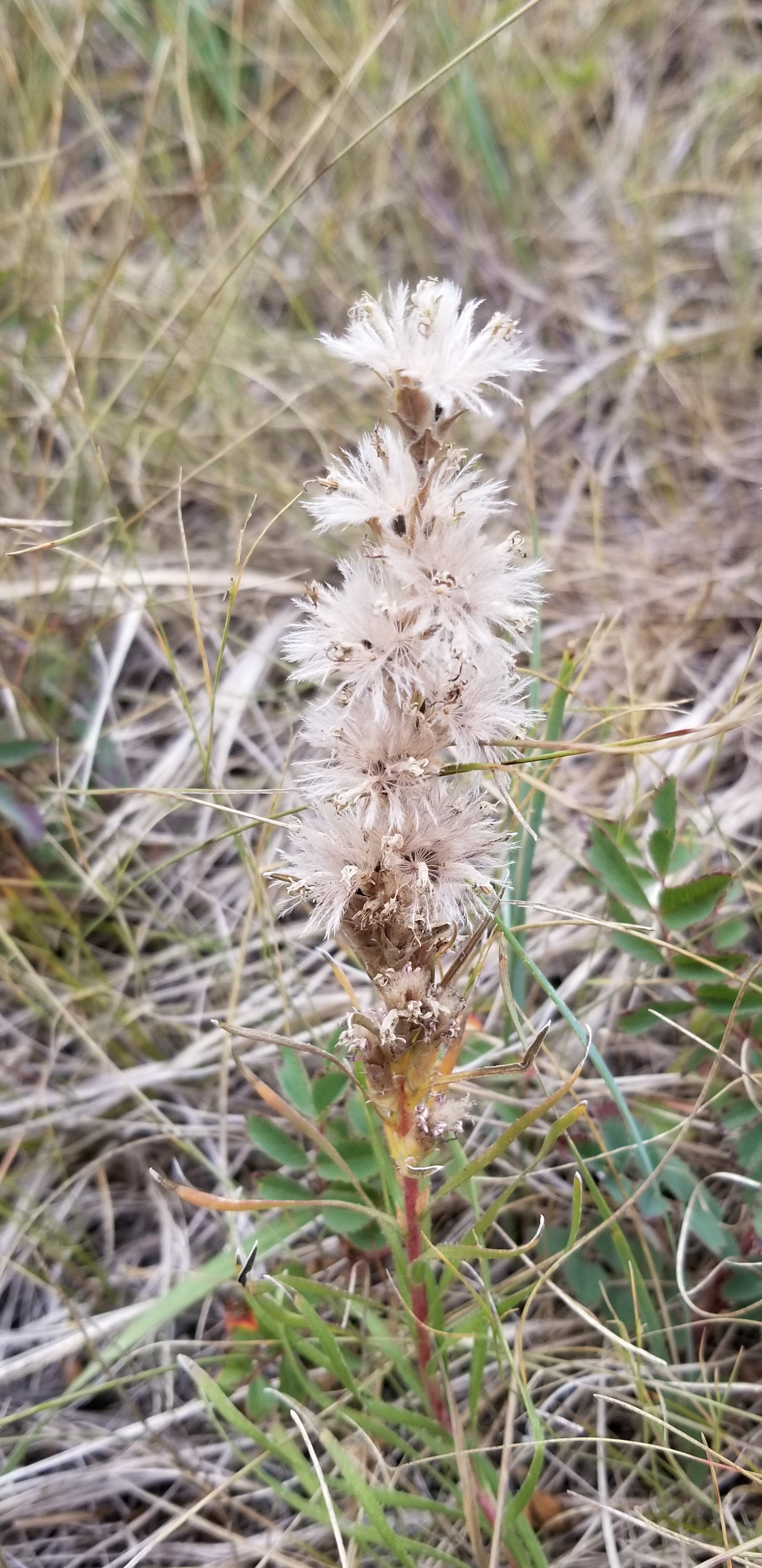 Dotted Blazingstar Seeds Canada, Liatris Punctata, Narrow Gayfeather ...
