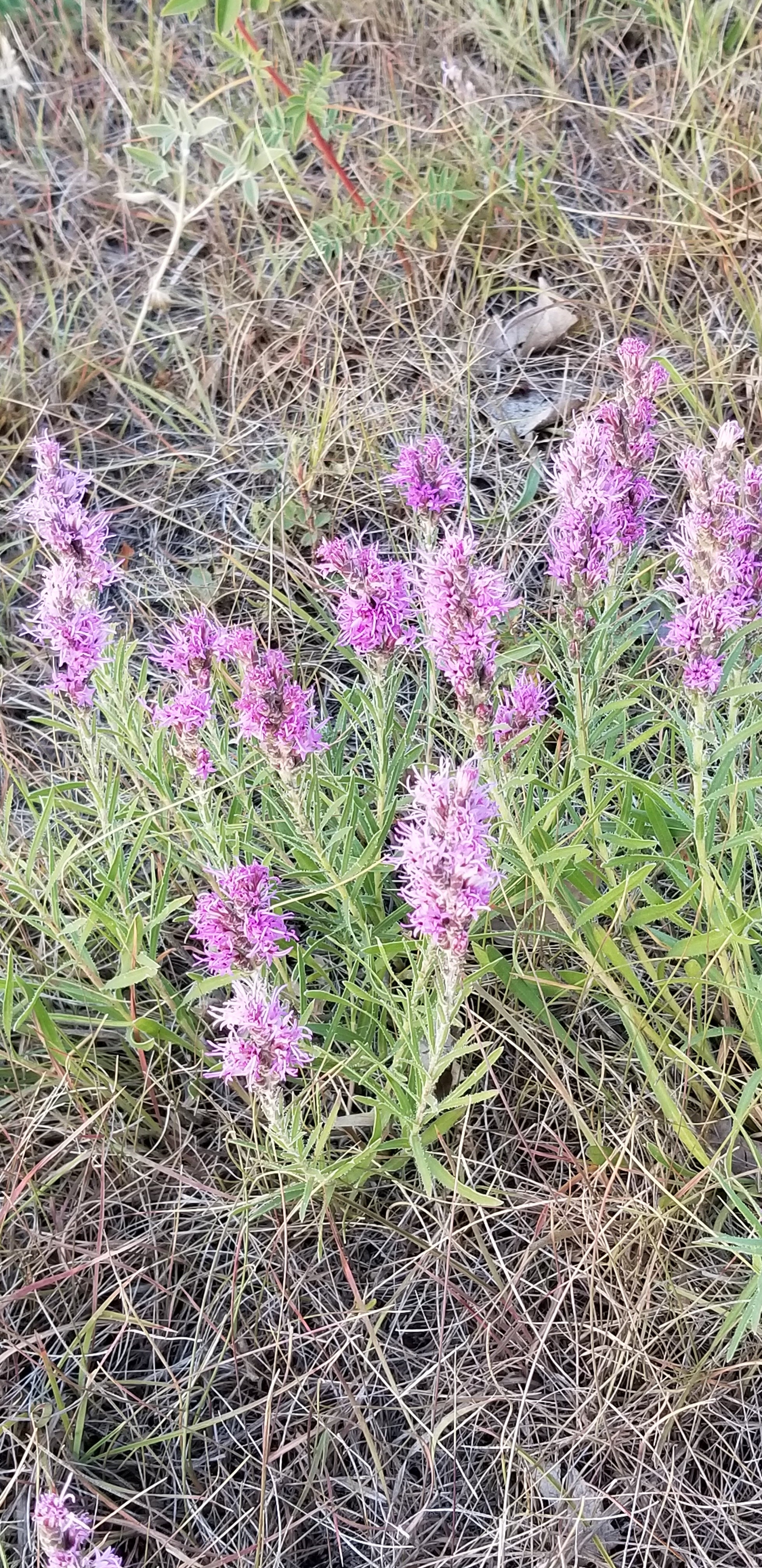 Dotted Blazingstar Seeds Canada, Liatris Punctata, Narrow Gayfeather ...