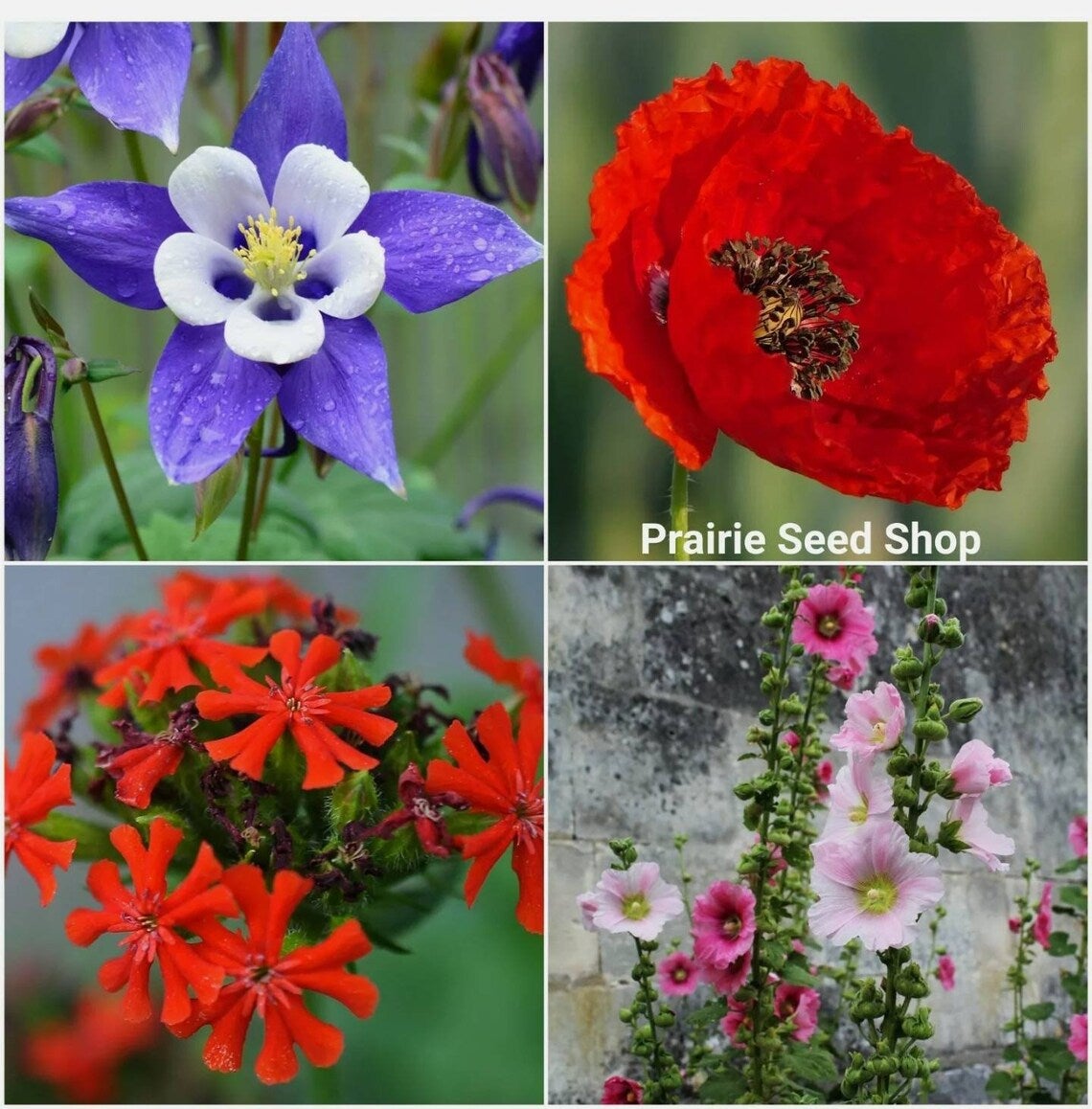 Cold Hardy Butterfly Perennial Flower Seeds Multipack Hollyhocks ...