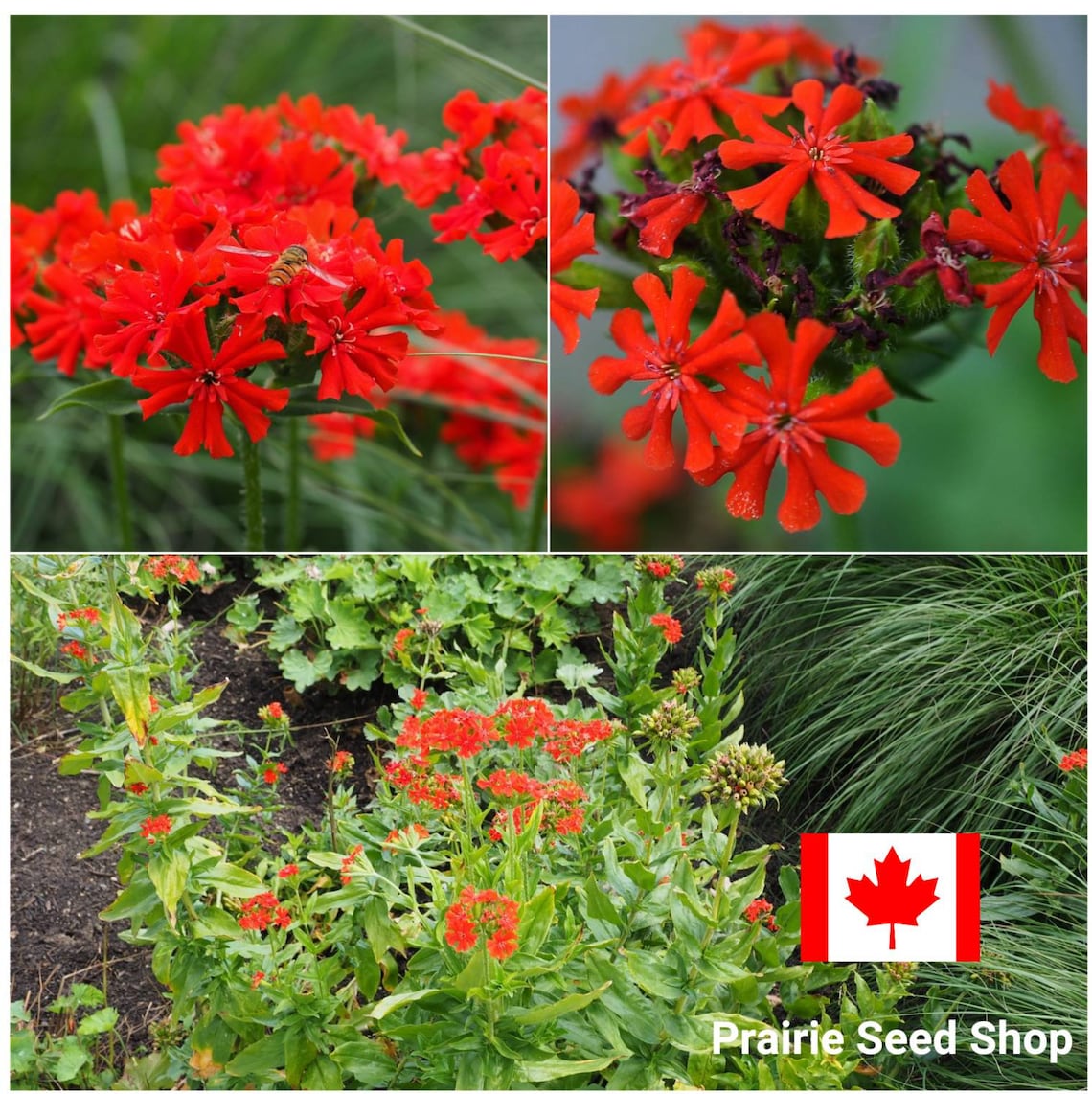 Cold Hardy Butterfly Perennial Flower Seeds Multipack Hollyhocks ...