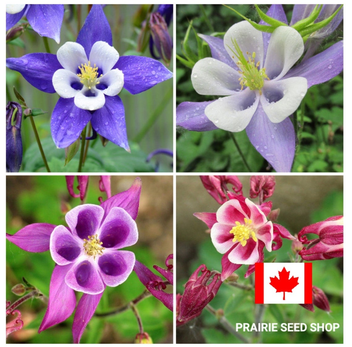 Cold Hardy Butterfly Perennial Flower Seeds Multipack Hollyhocks ...