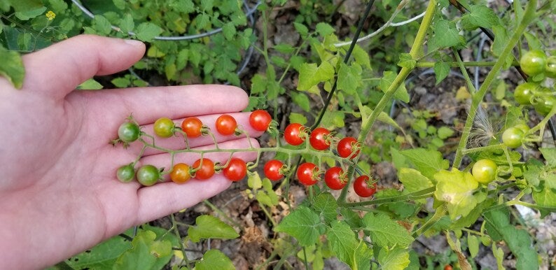 RARE Spoon Tomato Seeds Canada, Tiny Tomato, Small Red Tomato Plant ...