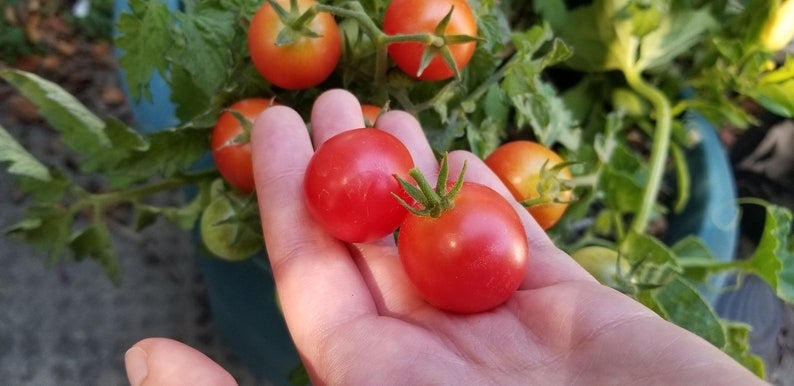 RARE Rosy Finch Micro Dwarf Cherry Tomato Seeds Canada, Determinate ...