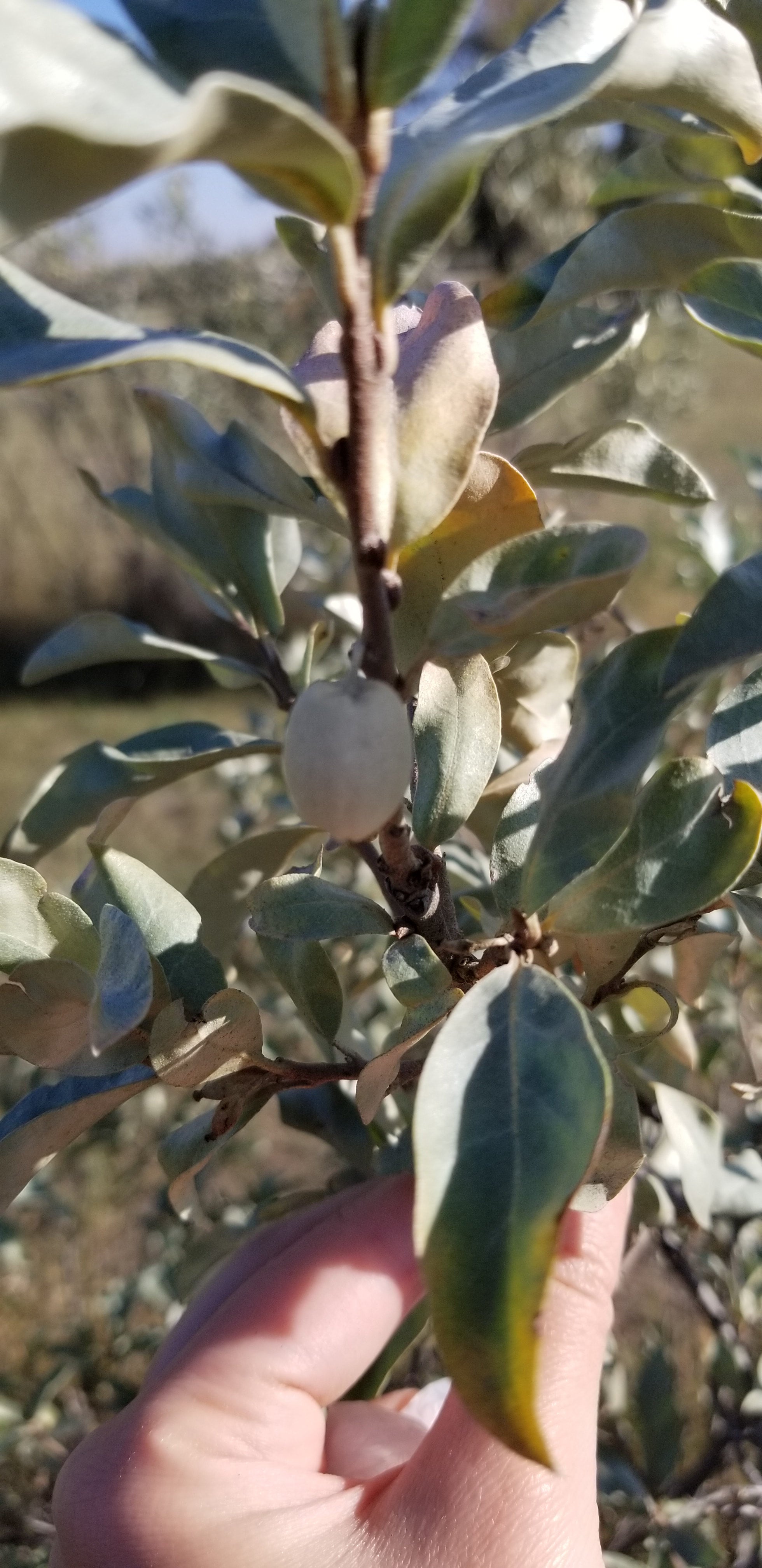 Wolf Willow Seeds Canada, Silverberry, Elaeagnus Commutata, Native ...