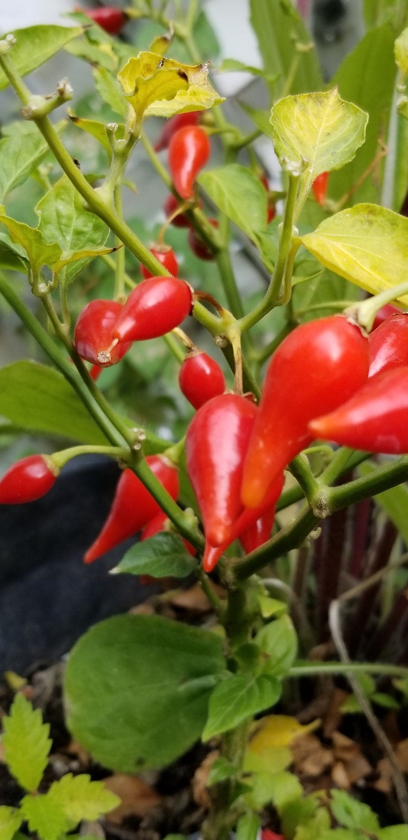 Sweet & Mild Biquinho Pepper Seeds Canada, Little Beak Pepper Seeds ...