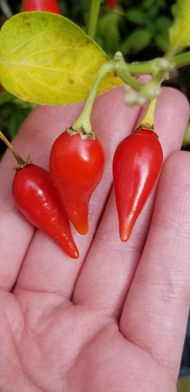 Sweet Mild Biquinho Pepper Seeds Canada Little Beak Pepper Seeds Sweety Drops Rare Peppers Container Gardening Balcony Garden Prairie Seed Shop Canada