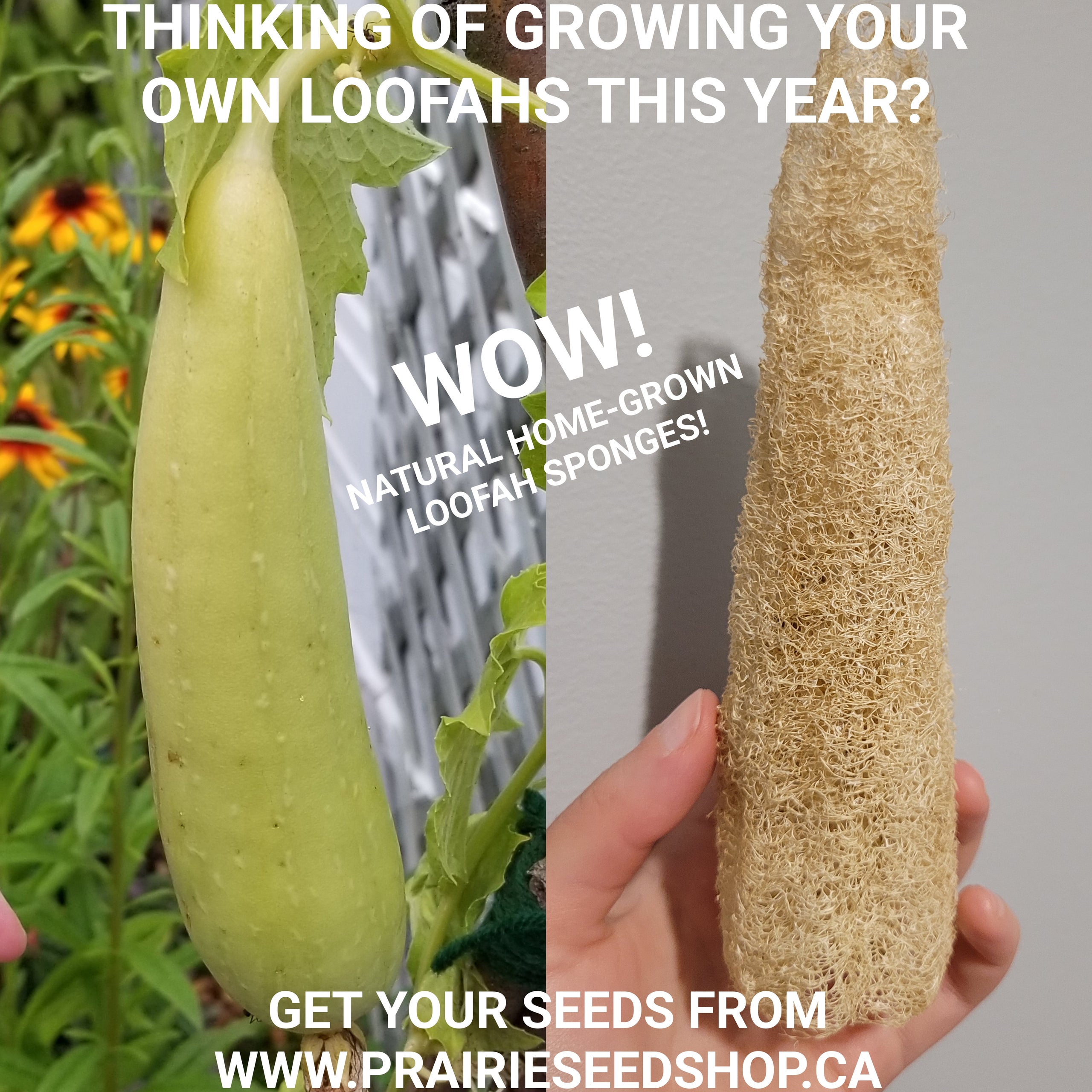 Loofah Gourd Seeds, Luffa Aegyptiaca, Sponge Gourd, Vegetable Sponge ...