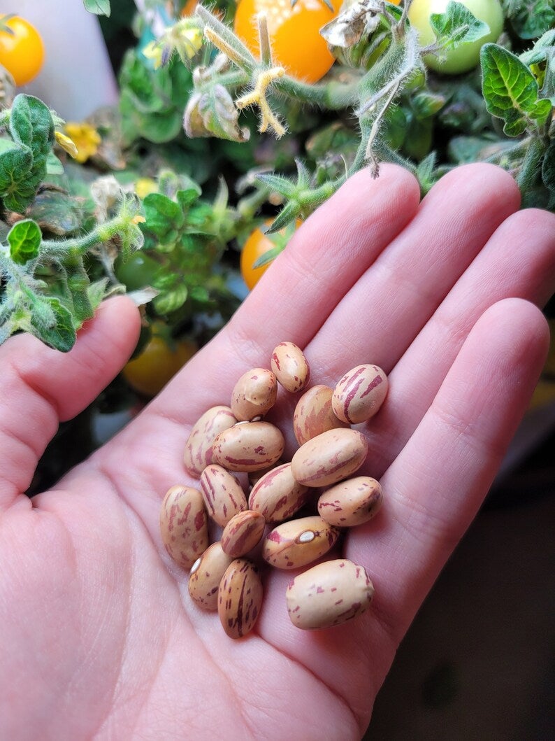 Cranberry Bean Seeds, Taylor Horticultural, Pink & Cream Beans, Dwarf ...