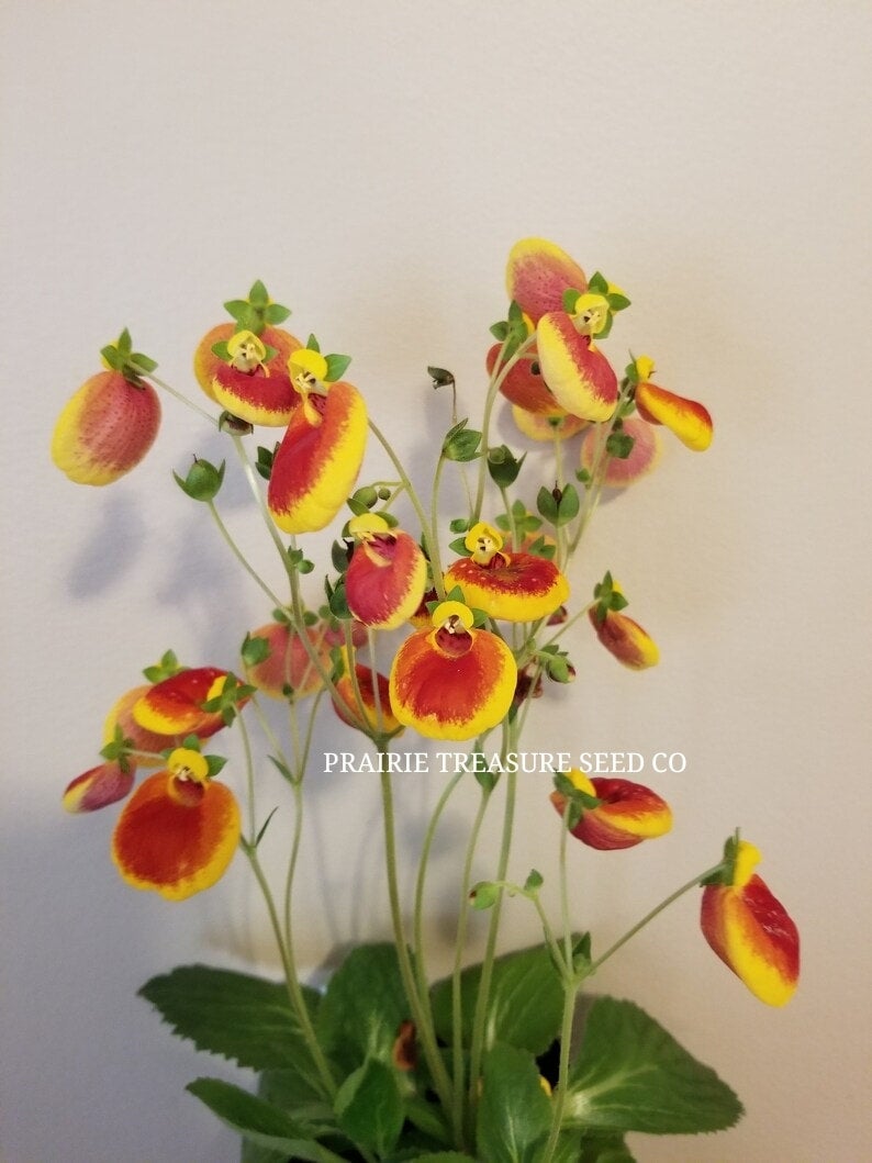 Calceolaria Seeds, Mixed Color, Lady Slipper Flower, Lady's Purse ...
