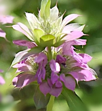 Lemon Bee Balm Flower Seeds Canada, Purple Monarda Citriodora, Bergamot ...
