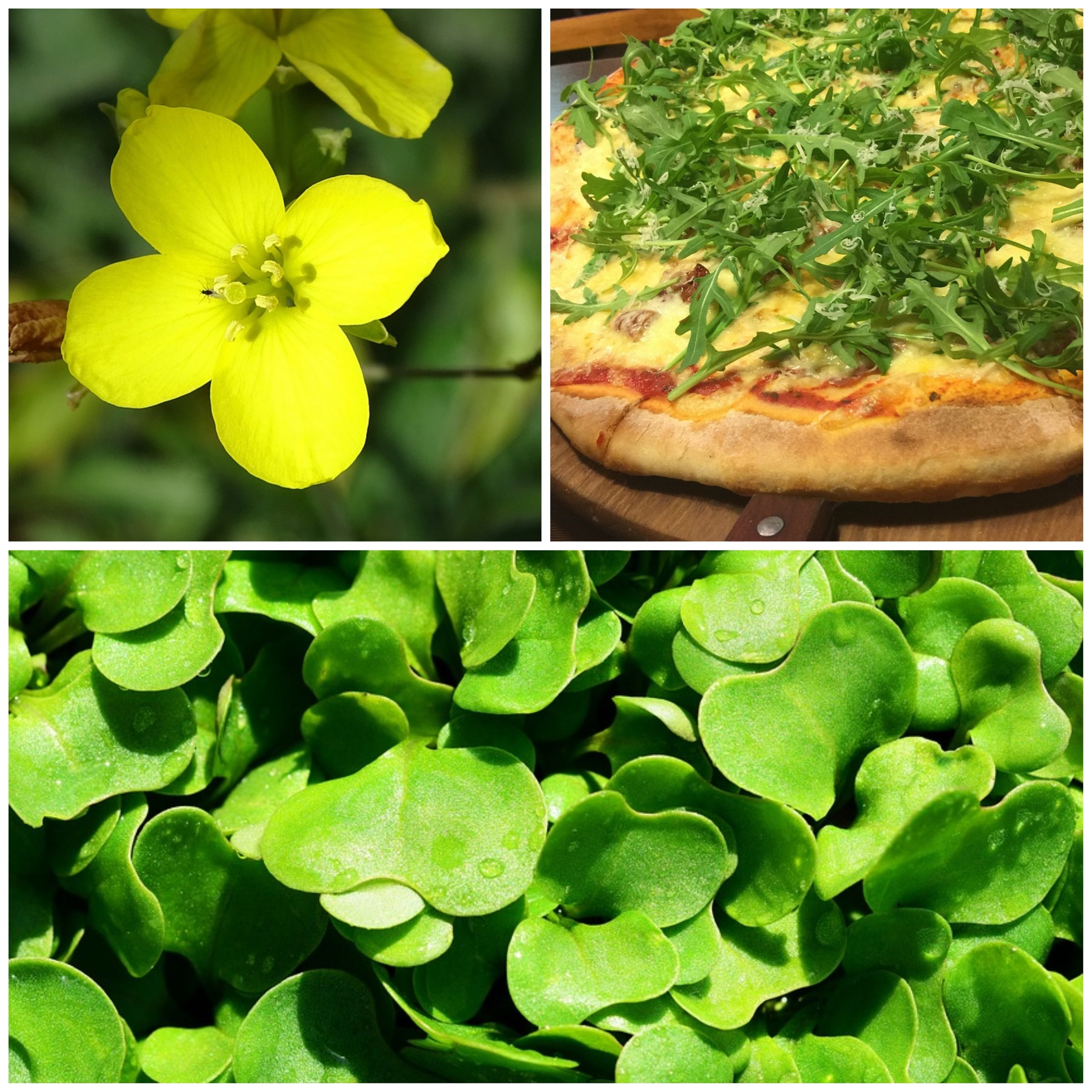 Wild Arugula Seeds Canada, Heirloom Yellow Flowering Wild Rocket ...