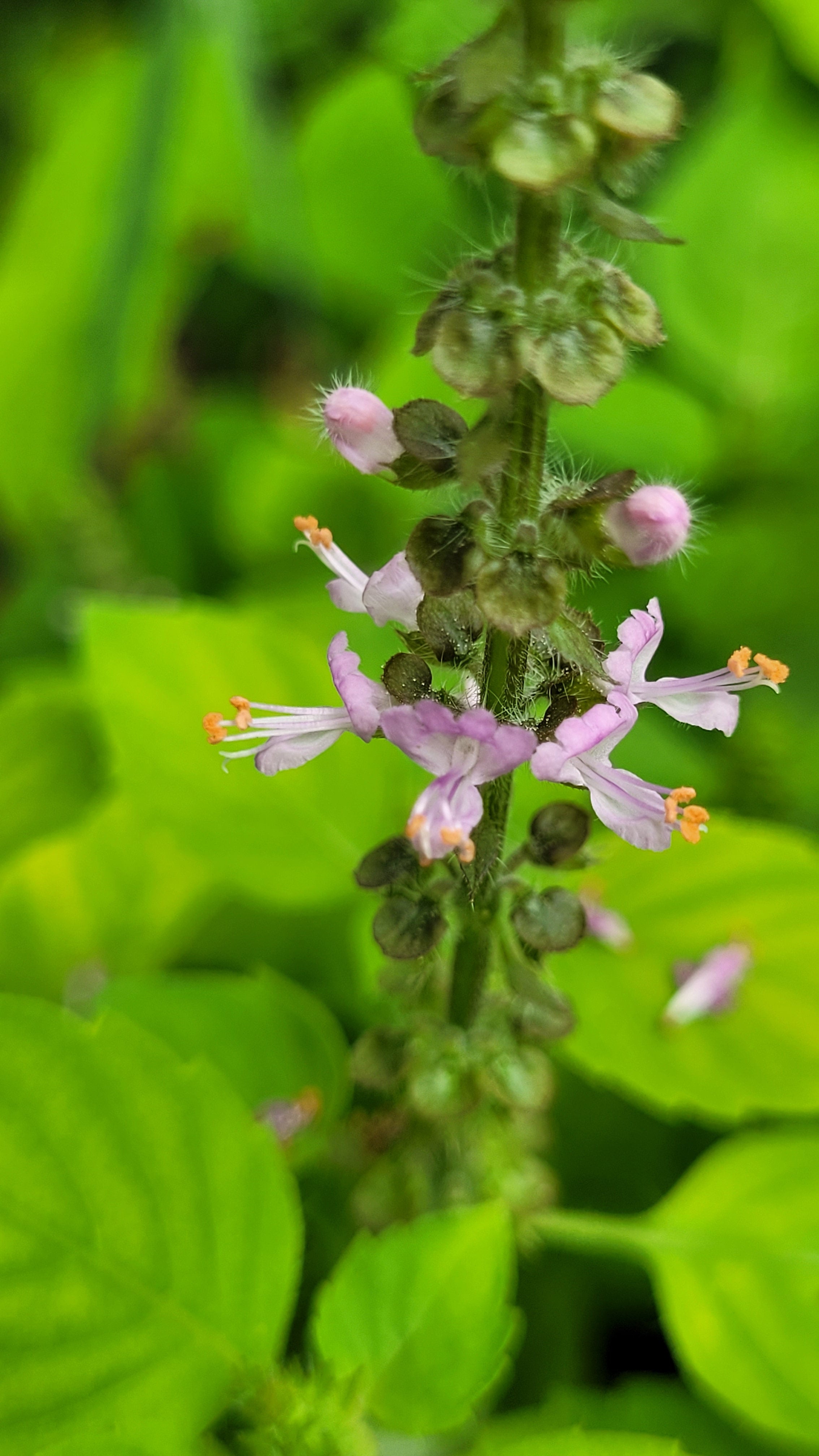 Holy Basil Seeds Canada, Green Tulsi, Pink Flowering Basil, Ocimum ...