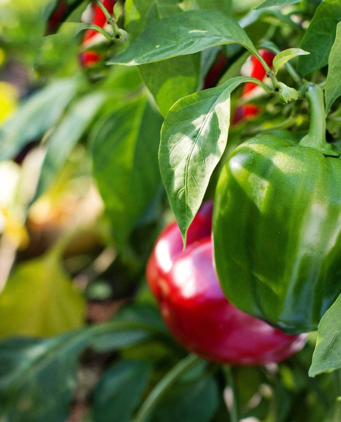 Extra Sweet Round Red Bell Pepper Seeds, Vegetable Container Gardening ...