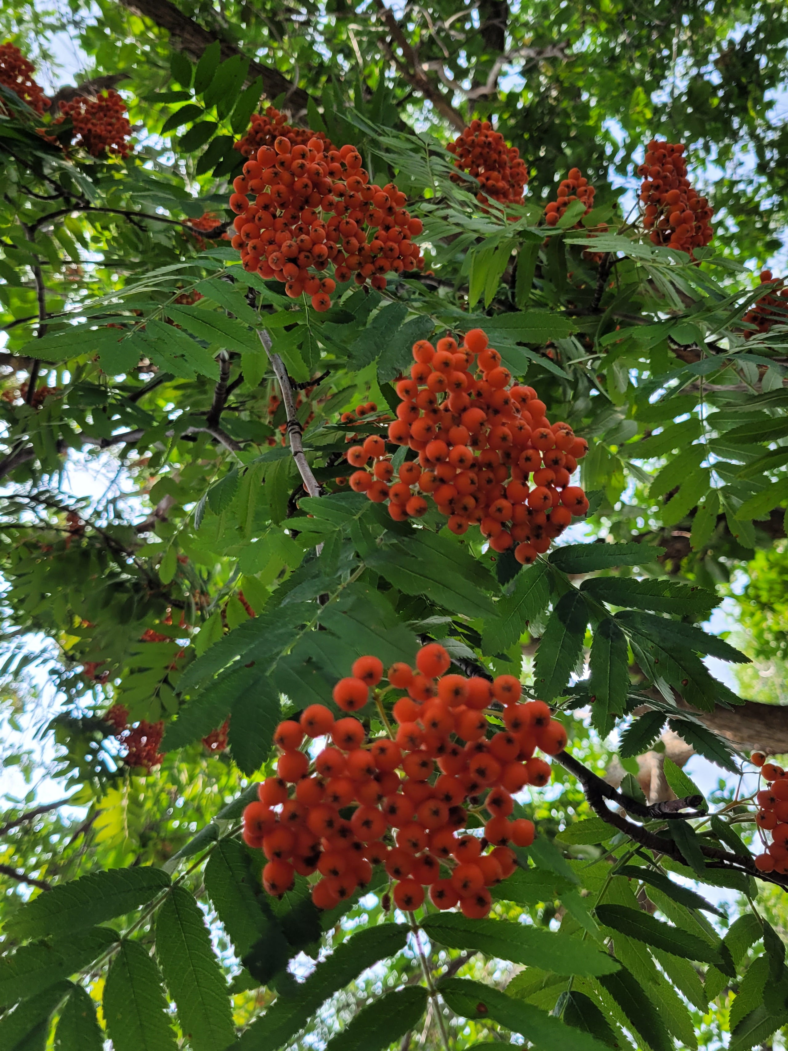 European Mountain Ash Tree Seeds Canada, Sorbus Aucuparia, Quickbeam ...