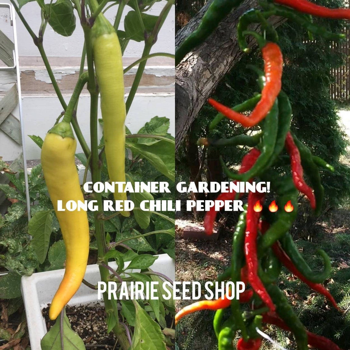 Container Gardening Variety Long Hot Red Chili Pepper Seeds Capsicum ...