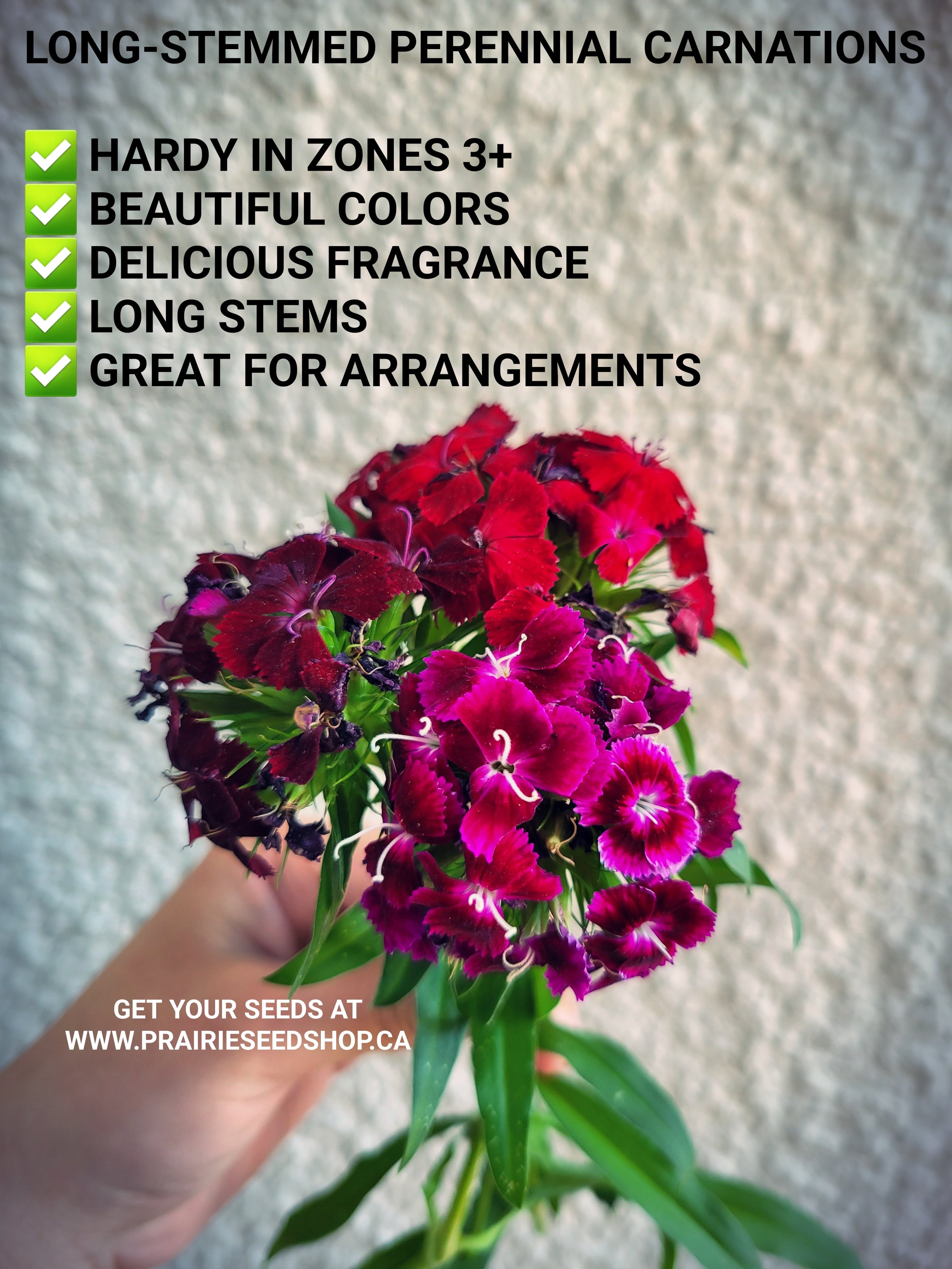 Perennial Carnation Seeds Canada, Long Stemmed Carnation, Fragrant ...