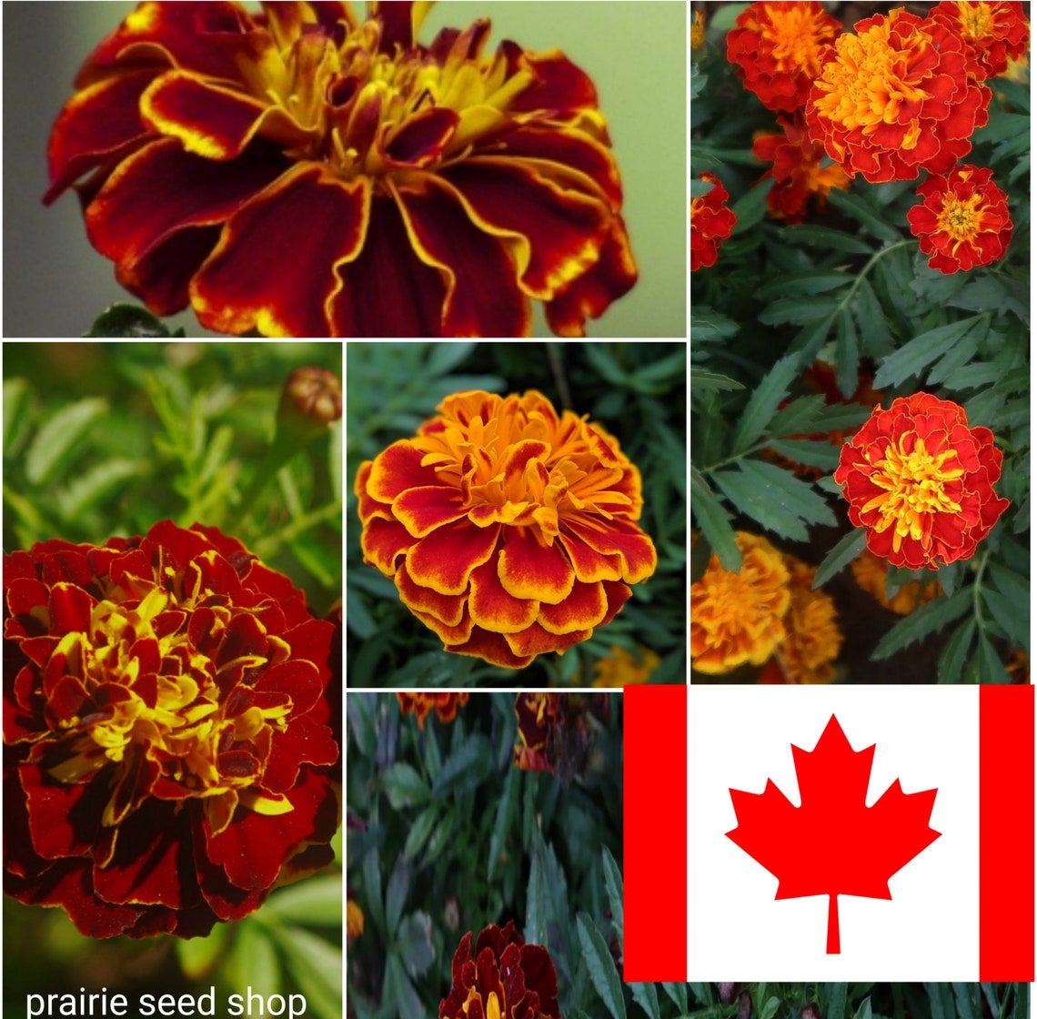 Red & Gold Variegated French Marigold Flower Seeds, Bulk 100+ Canada ...