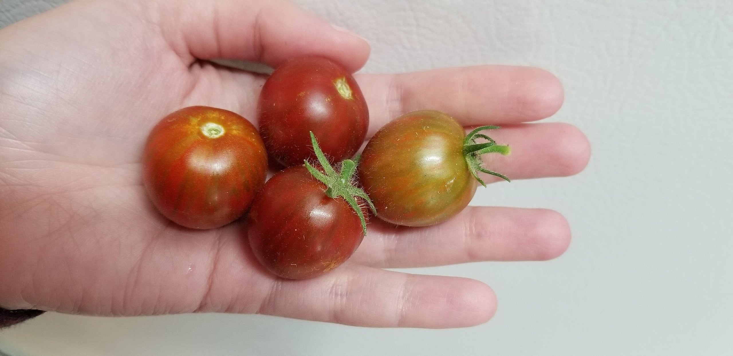 Dark Stripe Micro Dwarf Tomato Seeds Canada, Indeterminate Variety ...