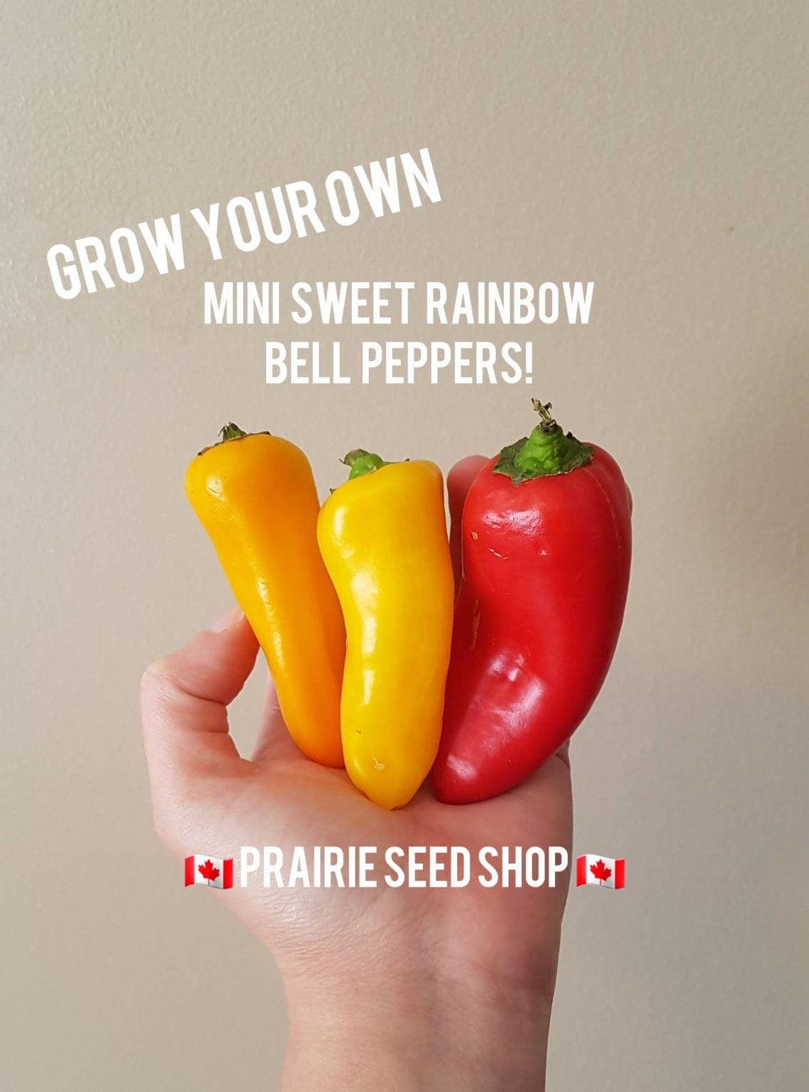 Mini Sweet Rainbow Peppers Vegetable Seeds, Red, Orange, Yellow Child ...