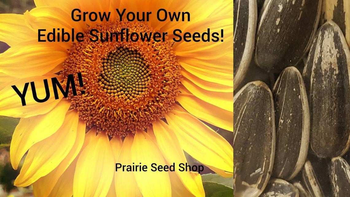 Edible Seed Producing Sunflower Plant Seeds, Yellow Flowers | Prairie ...