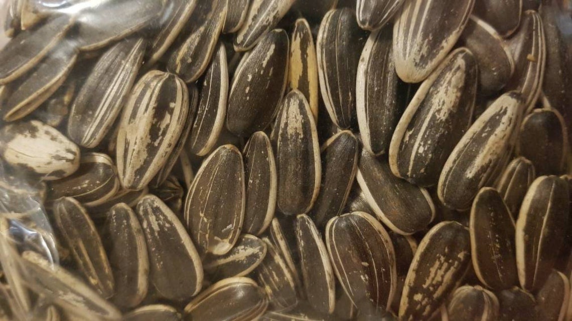 Edible Seed Producing Sunflower Plant Seeds, Yellow Flowers | Prairie ...