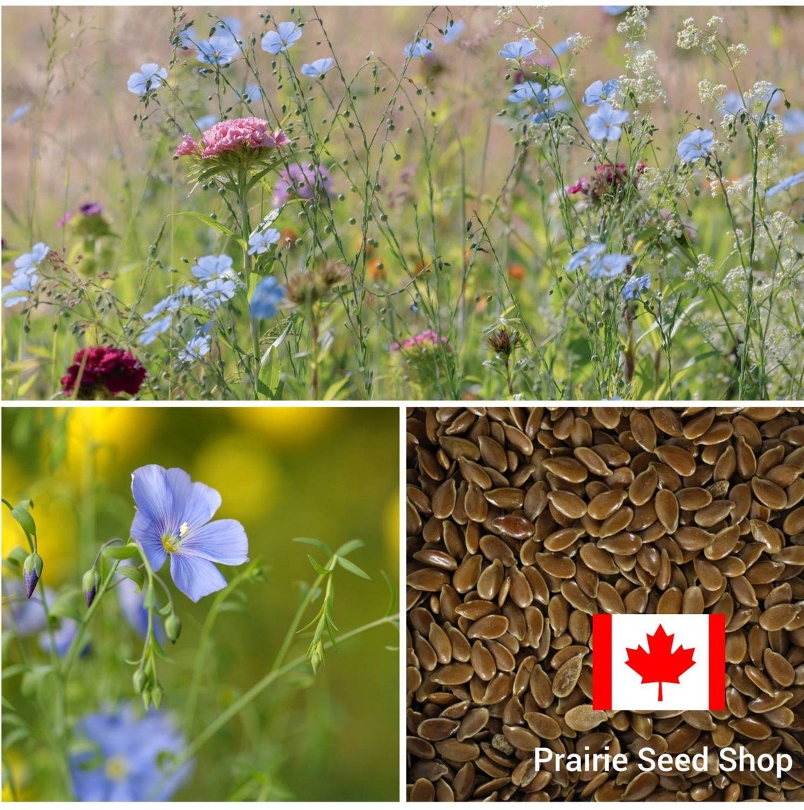Blue Flax Flower Seeds, Butterfly and Bee Friendly Perennial | Prairie ...