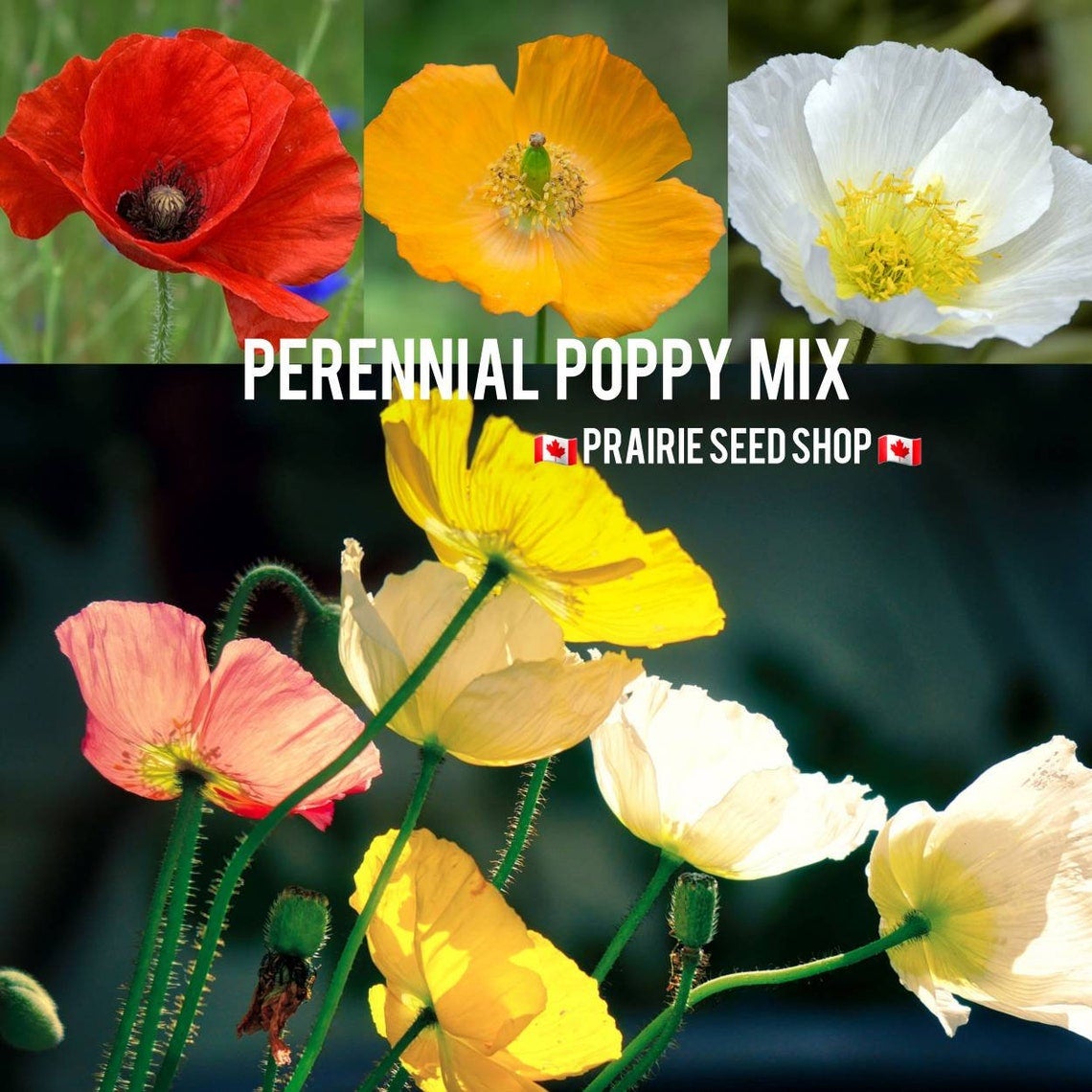 Cold Hardy Mixed Color Perennial Poppy Seeds Papaver Nudicaule ...