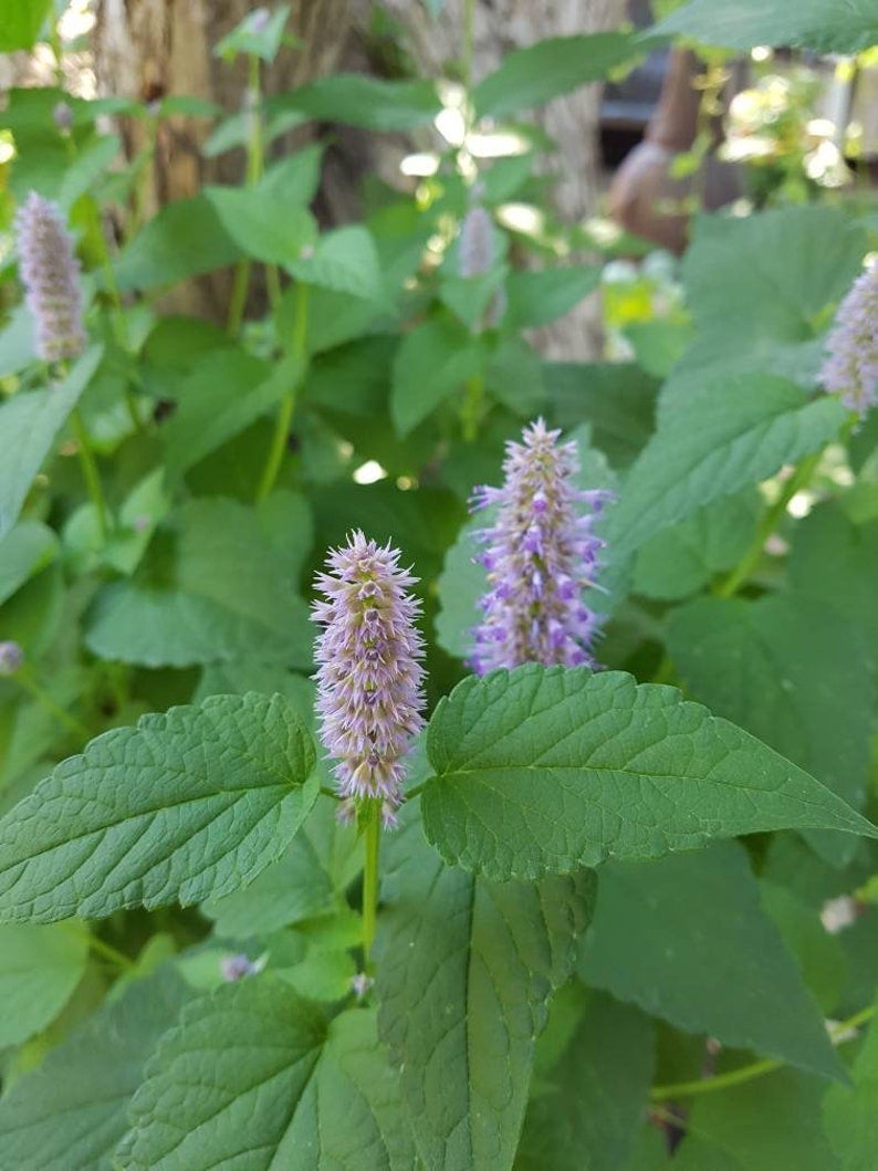 Anise Hyssop Flower Seeds, Agastache Foeniculum, Perennial Blue ...
