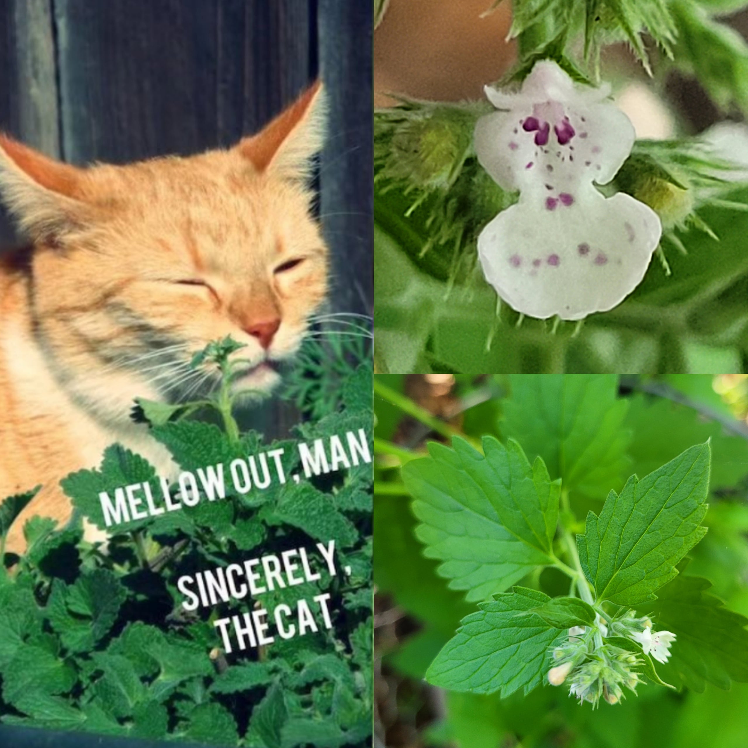 Grow Your Own Catnip, White + Purple Flowering Perennial Nepeta Cataria ...