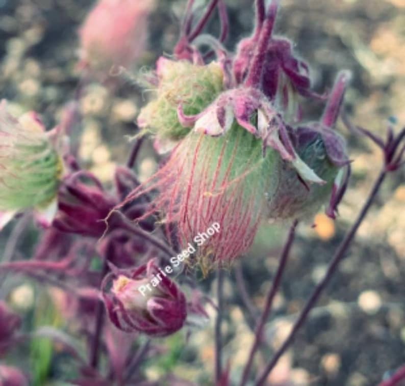 Prairie Smoke Seeds Canada, Geum Triflorum, Three Flowered Avens, Old ...