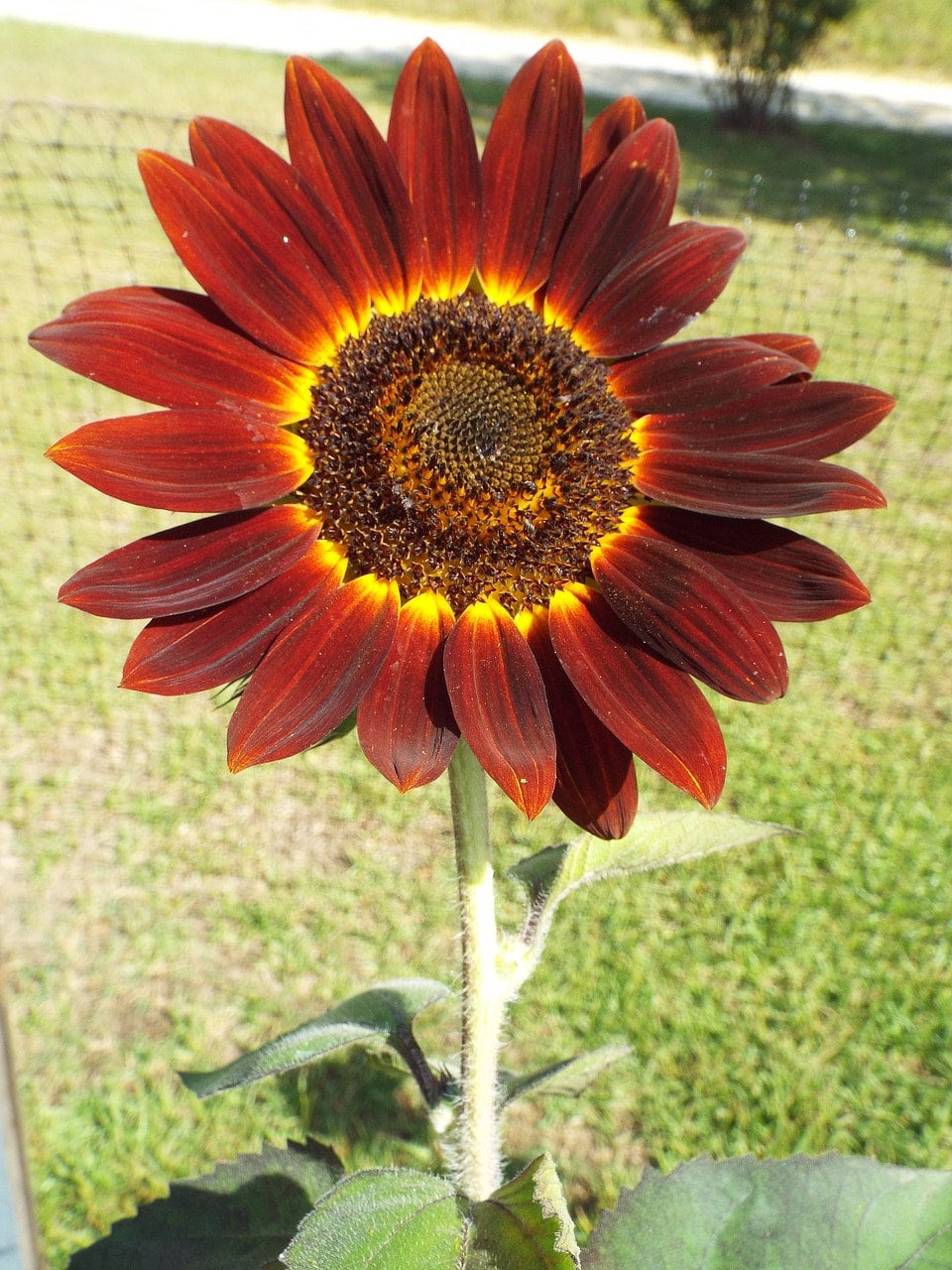 Pink Sunflower Seed Mix, Shades of Pink Red Crimson Rust Burgundy, Sun ...